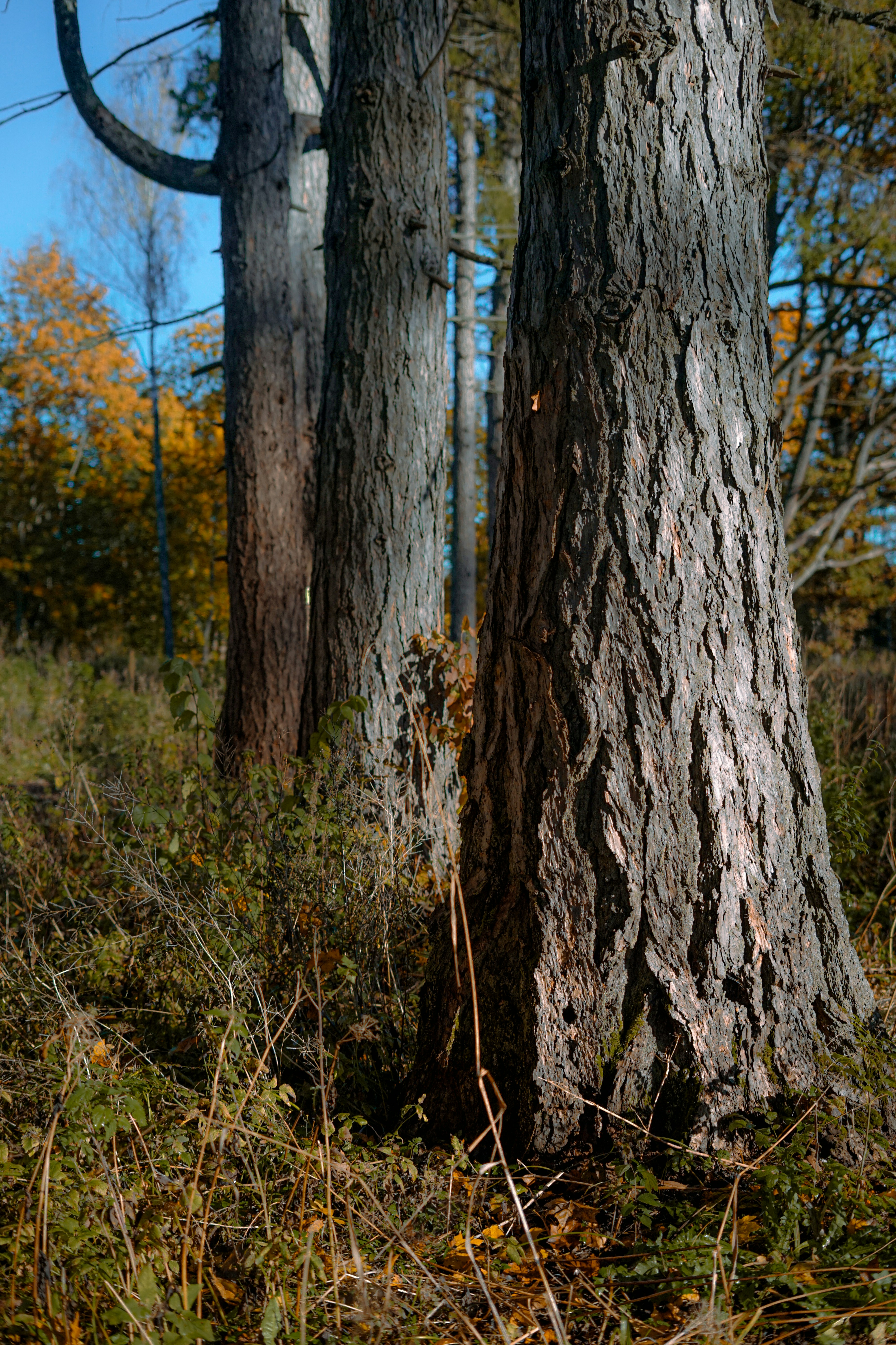 Whispers of the Forest: A Textured Journey