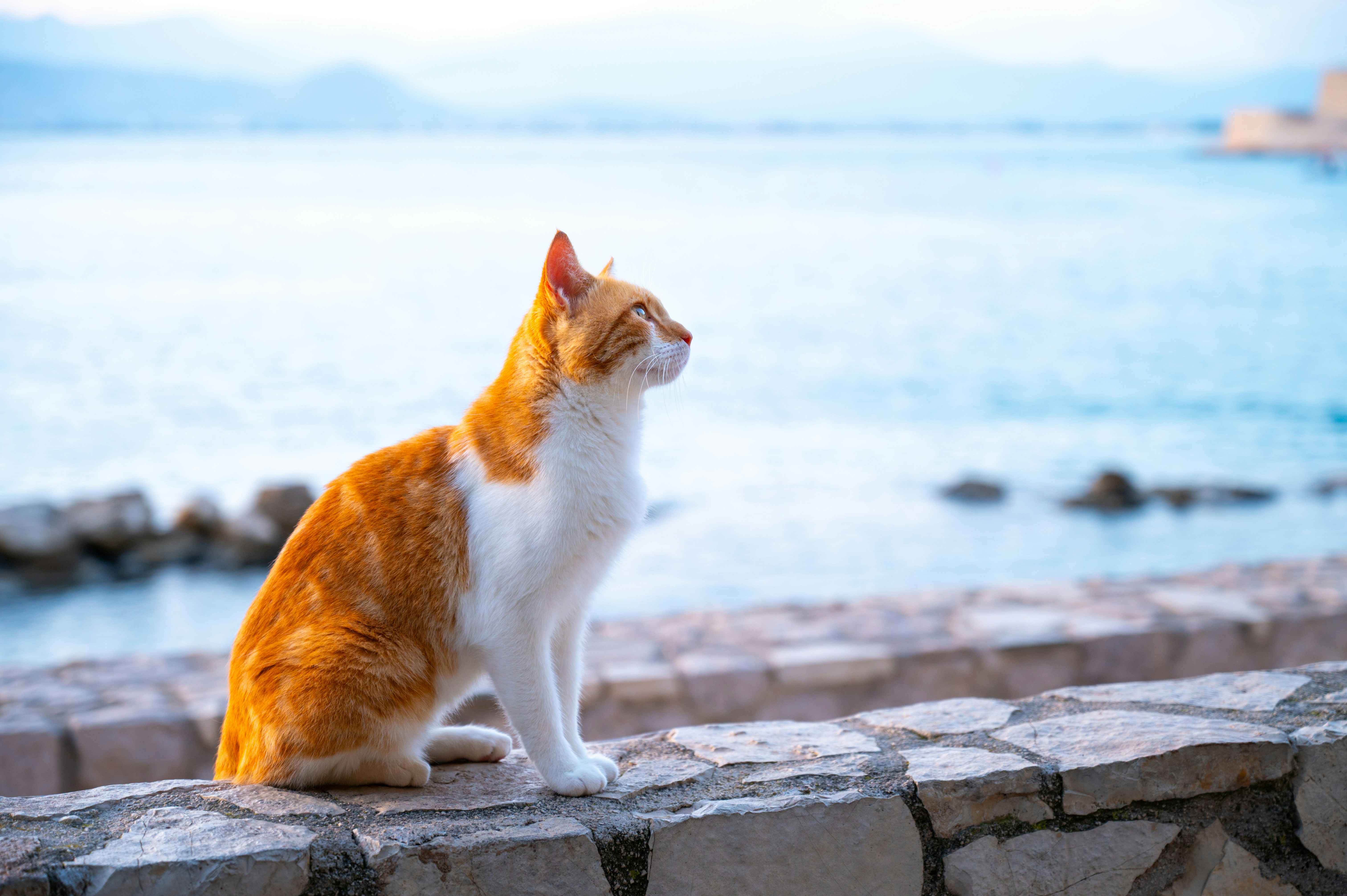 A stray cat sitting by the port of Nafplio, Greece, gazing over the calm sea. | Orange and white cat sits on stone wall by ocean.