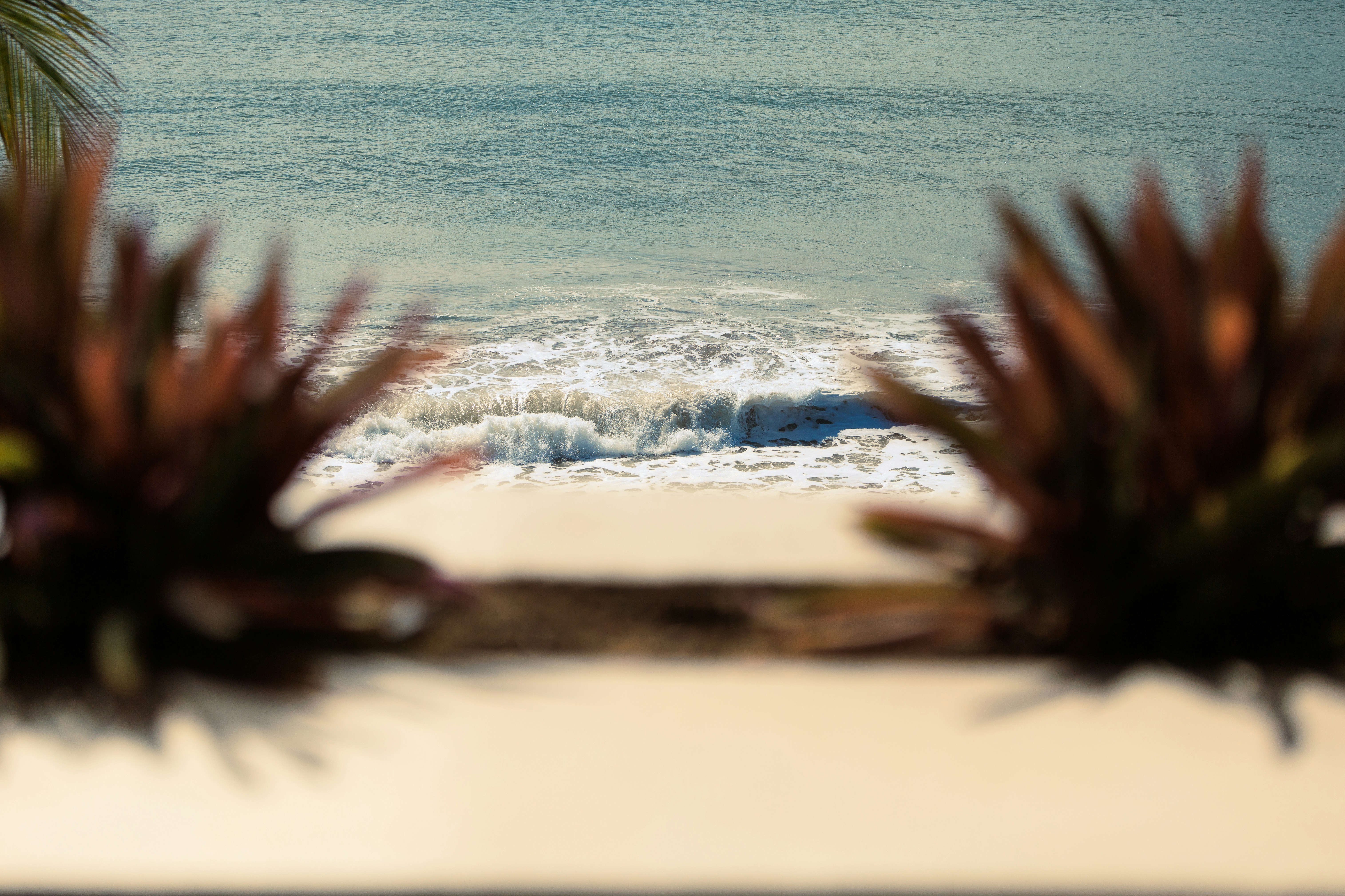 Waves crashing on a sandy beach with plants.
