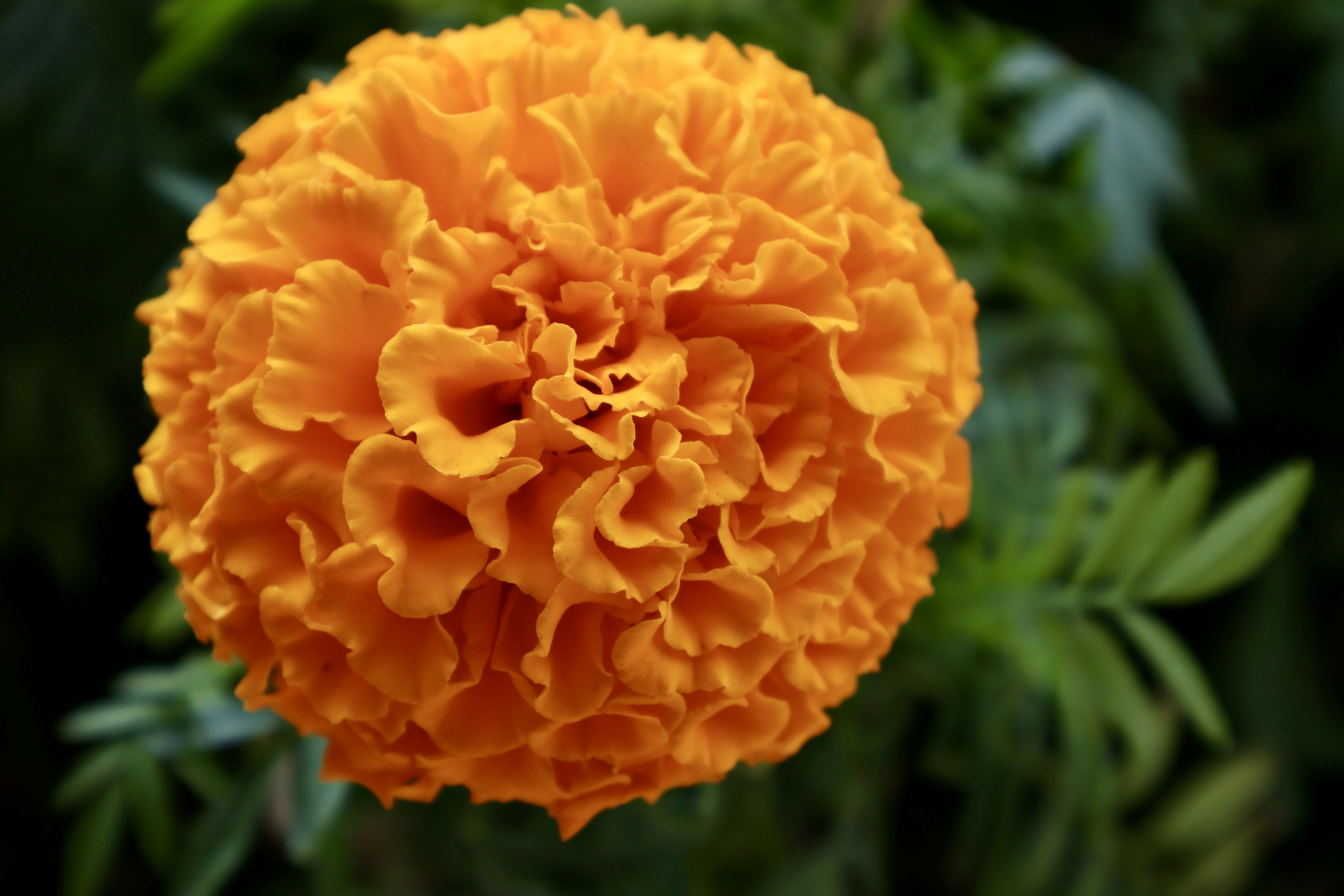 Vibrant orange marigold flower blooms amidst lush green foliage, showcasing intricate petal textures.