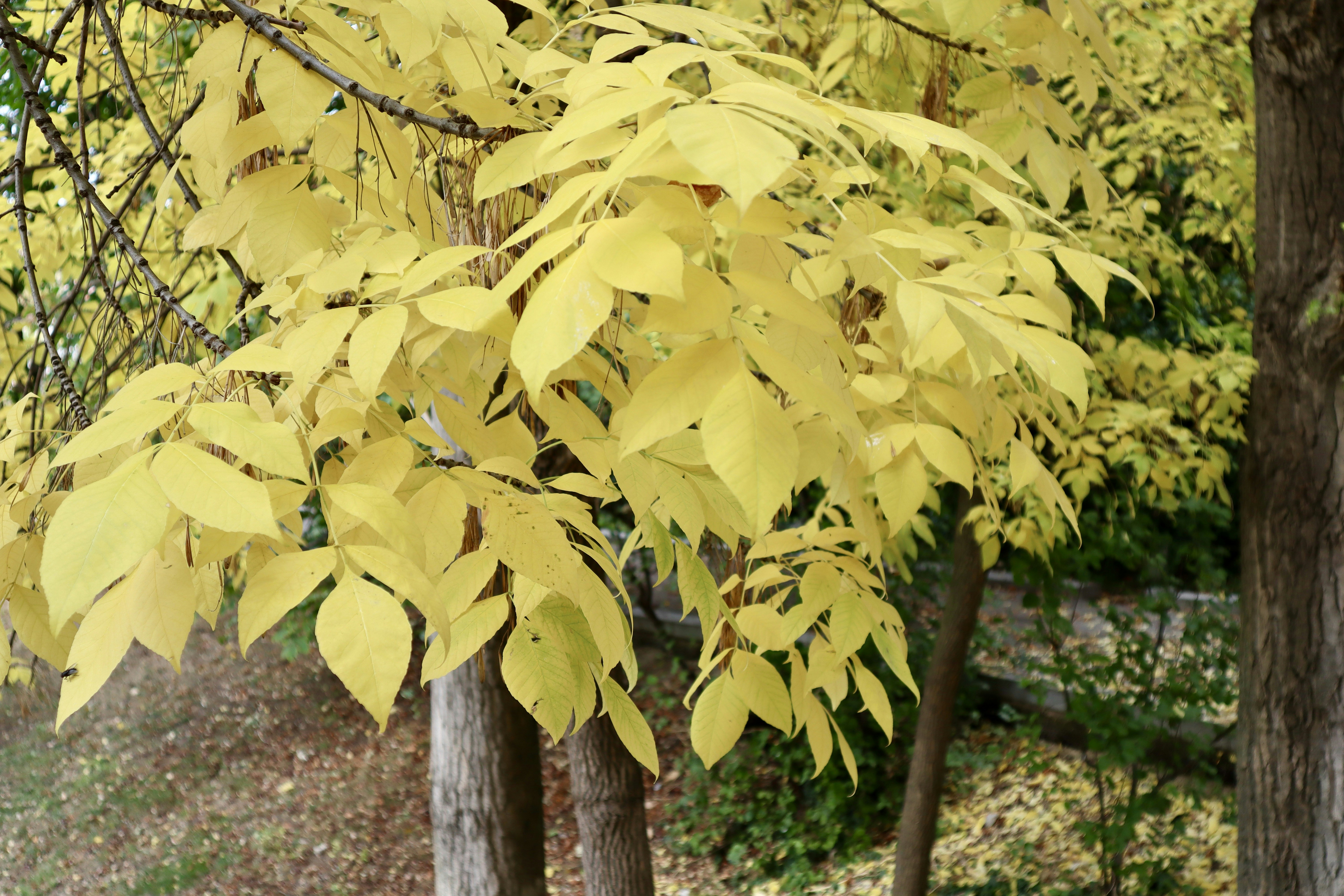 Golden Canopy of Autumn Splendor
