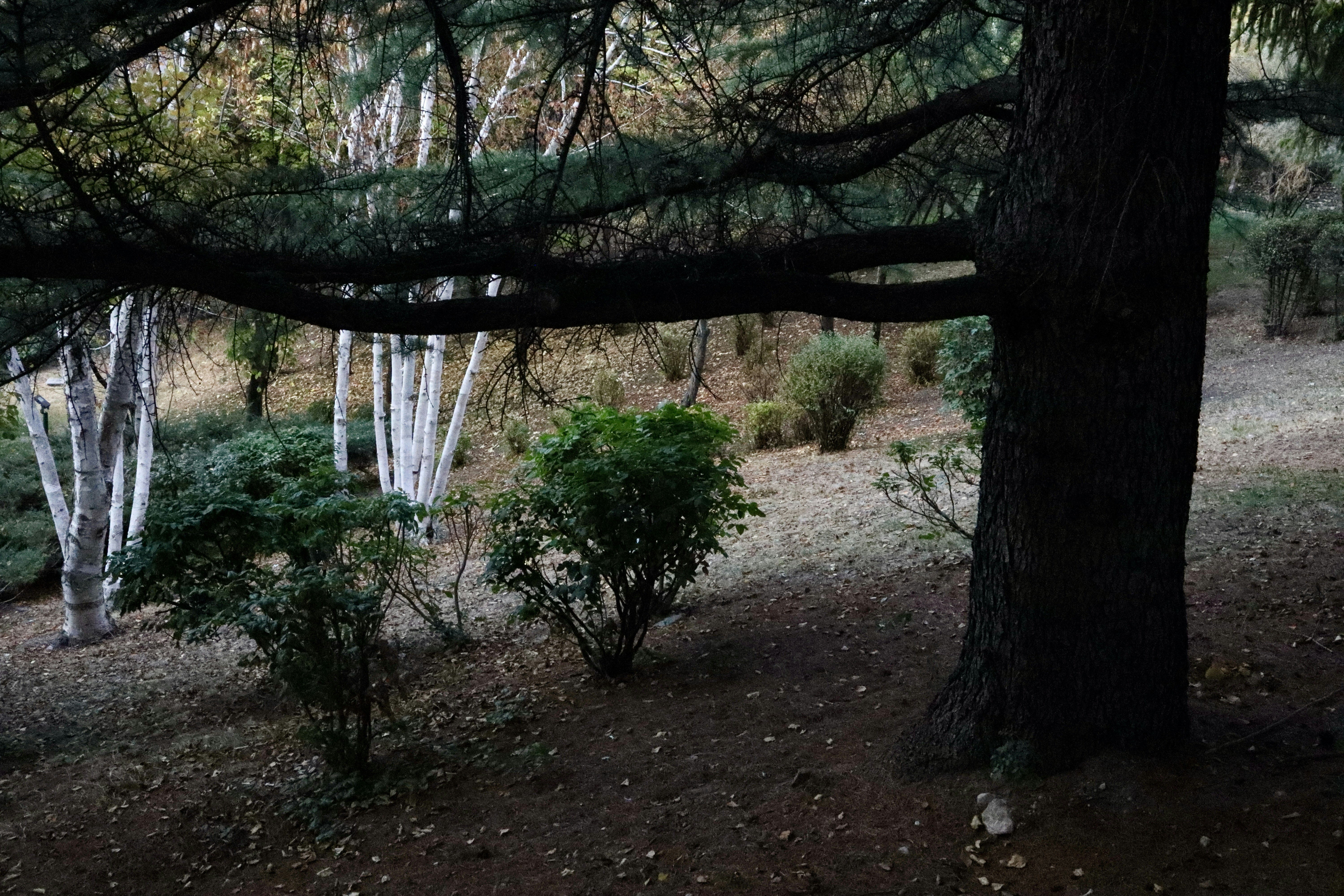 Whispers of the Forest Floor