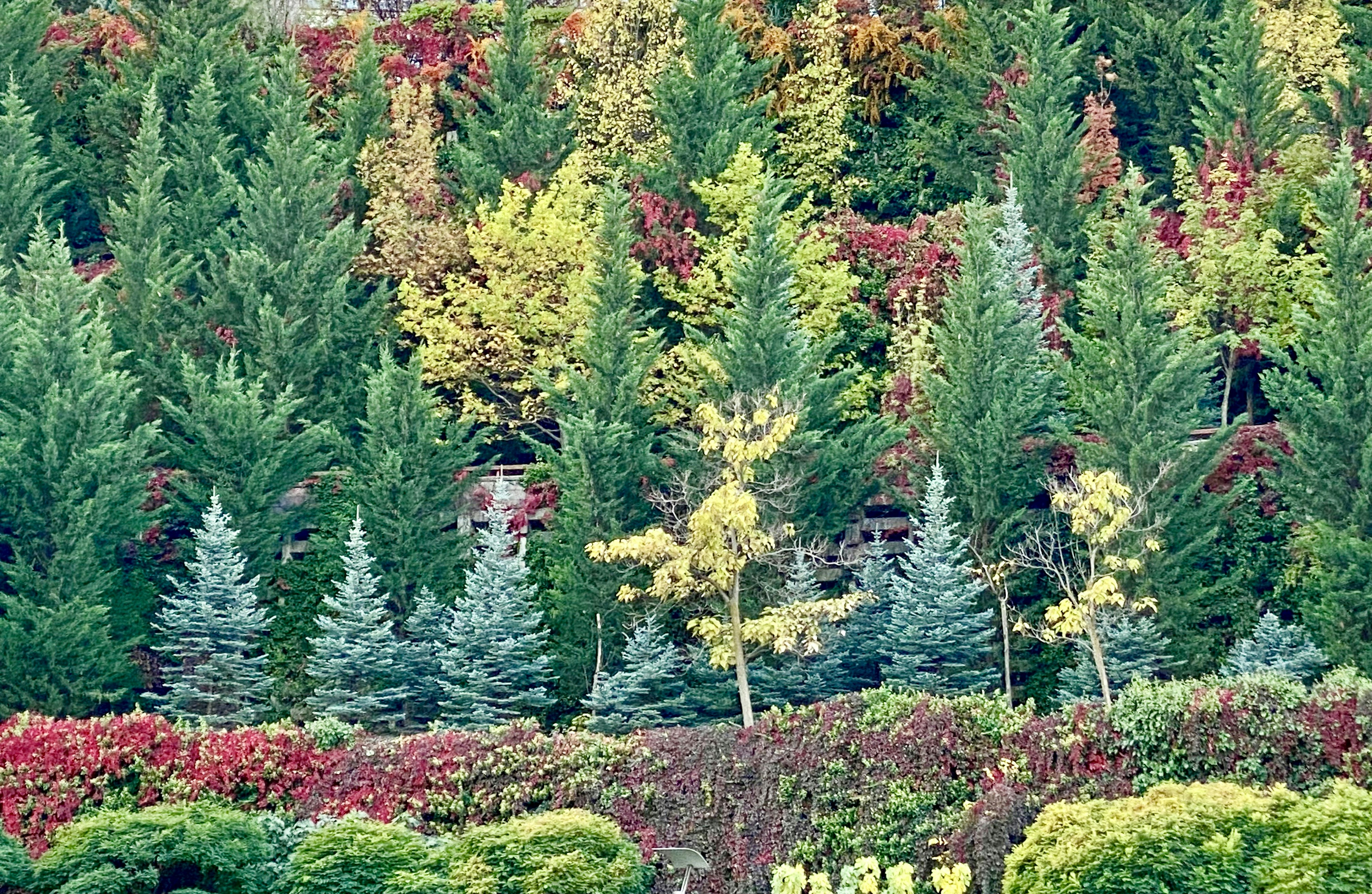 A dense forest with colorful autumn foliage