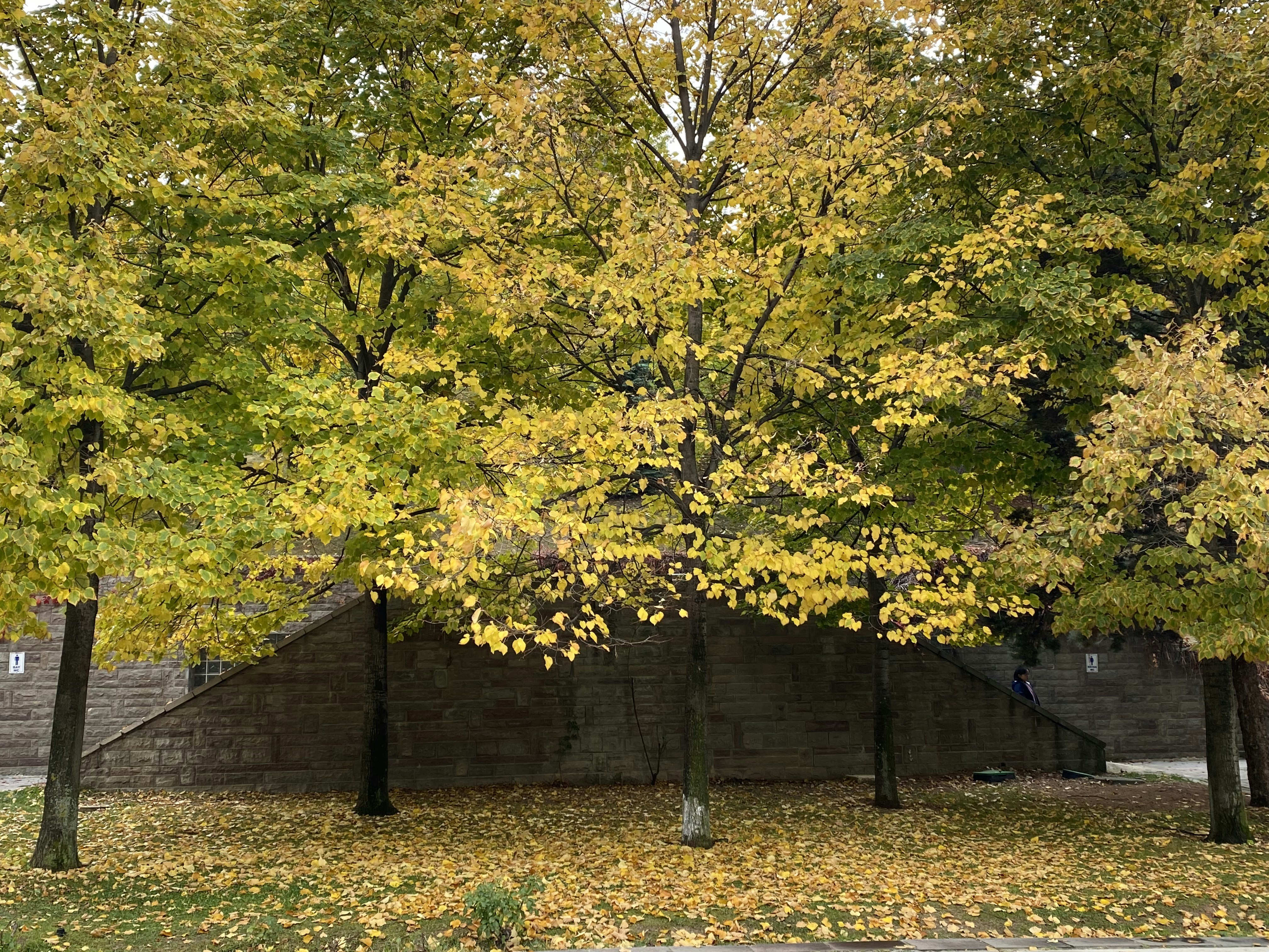 Golden Canopy Over a Leaf-Strewn Courtyard Wall