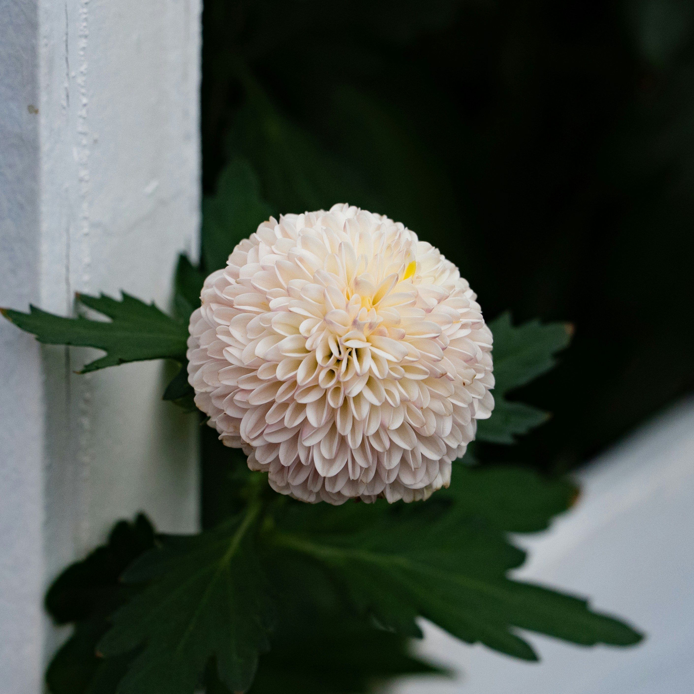 Delicate Elegance: The Chrysanthemum's Whisper