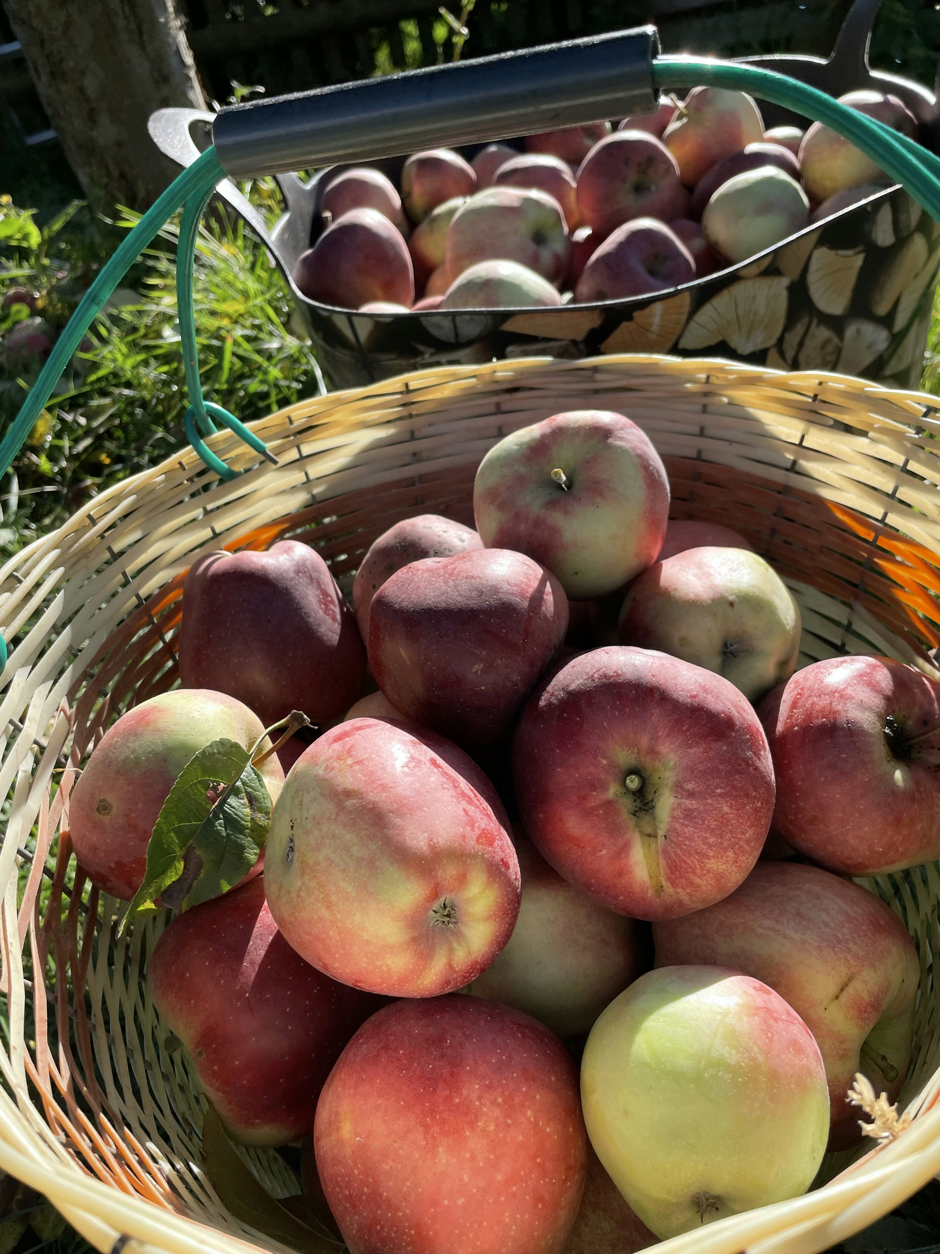 Two baskets full of Apples | Baskets overflowing with freshly picked red apples.