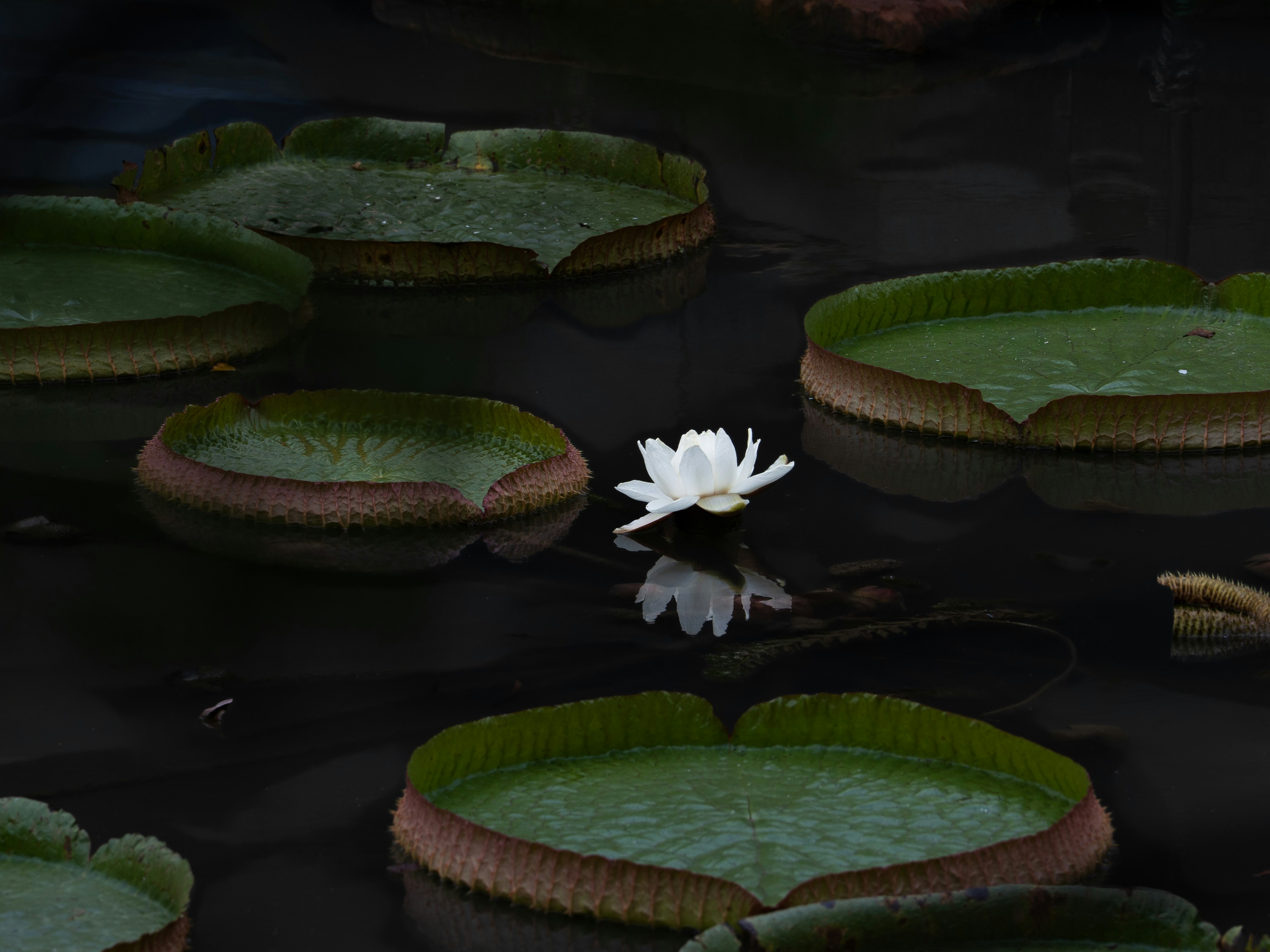 White water lily blooming amidst large green lily pads on a tranquil pond surface.