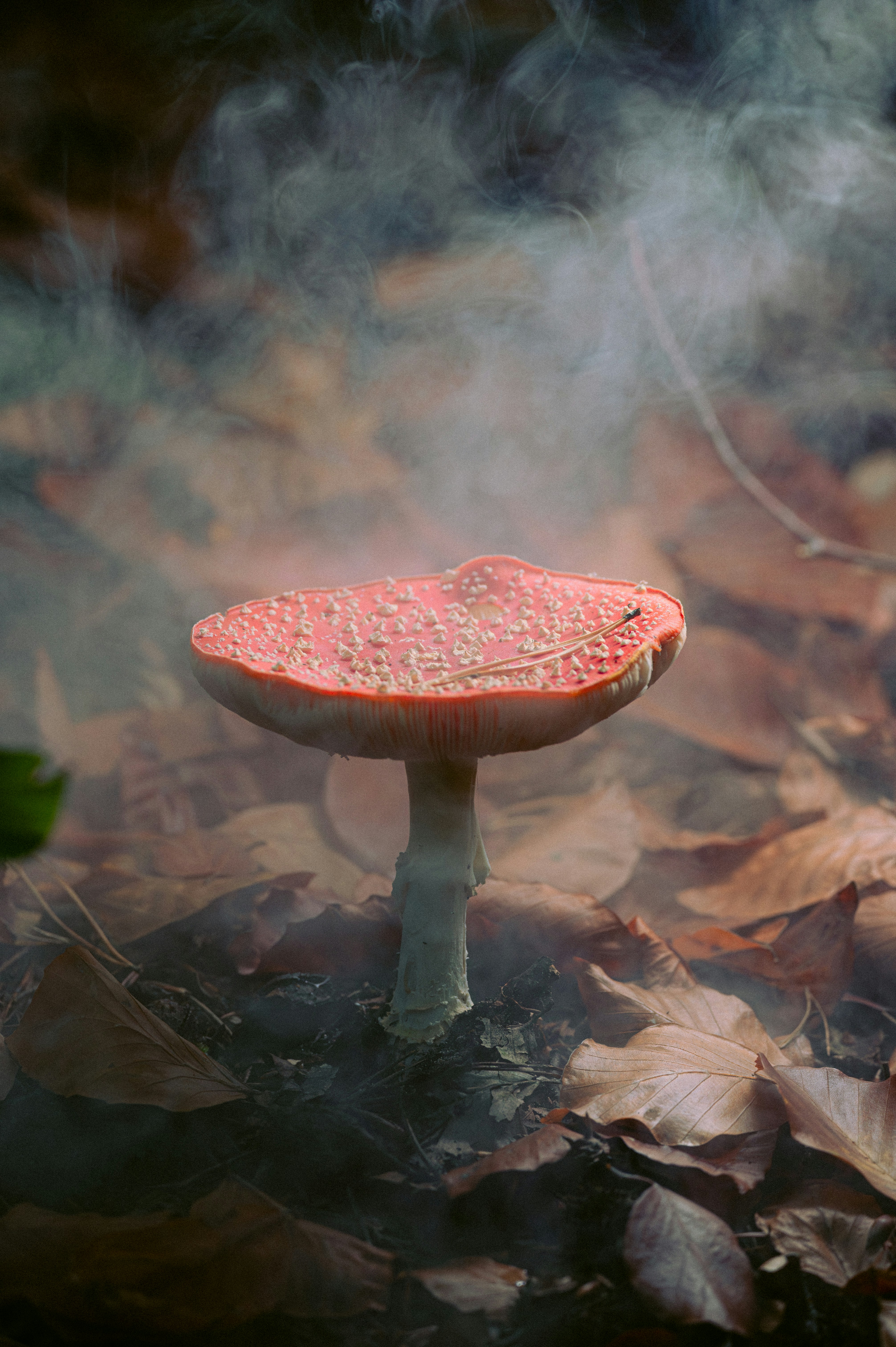Vibrant red mushroom emerges from a bed of fallen leaves, shrouded in wisps of smoke, creating an otherworldly atmosphere.