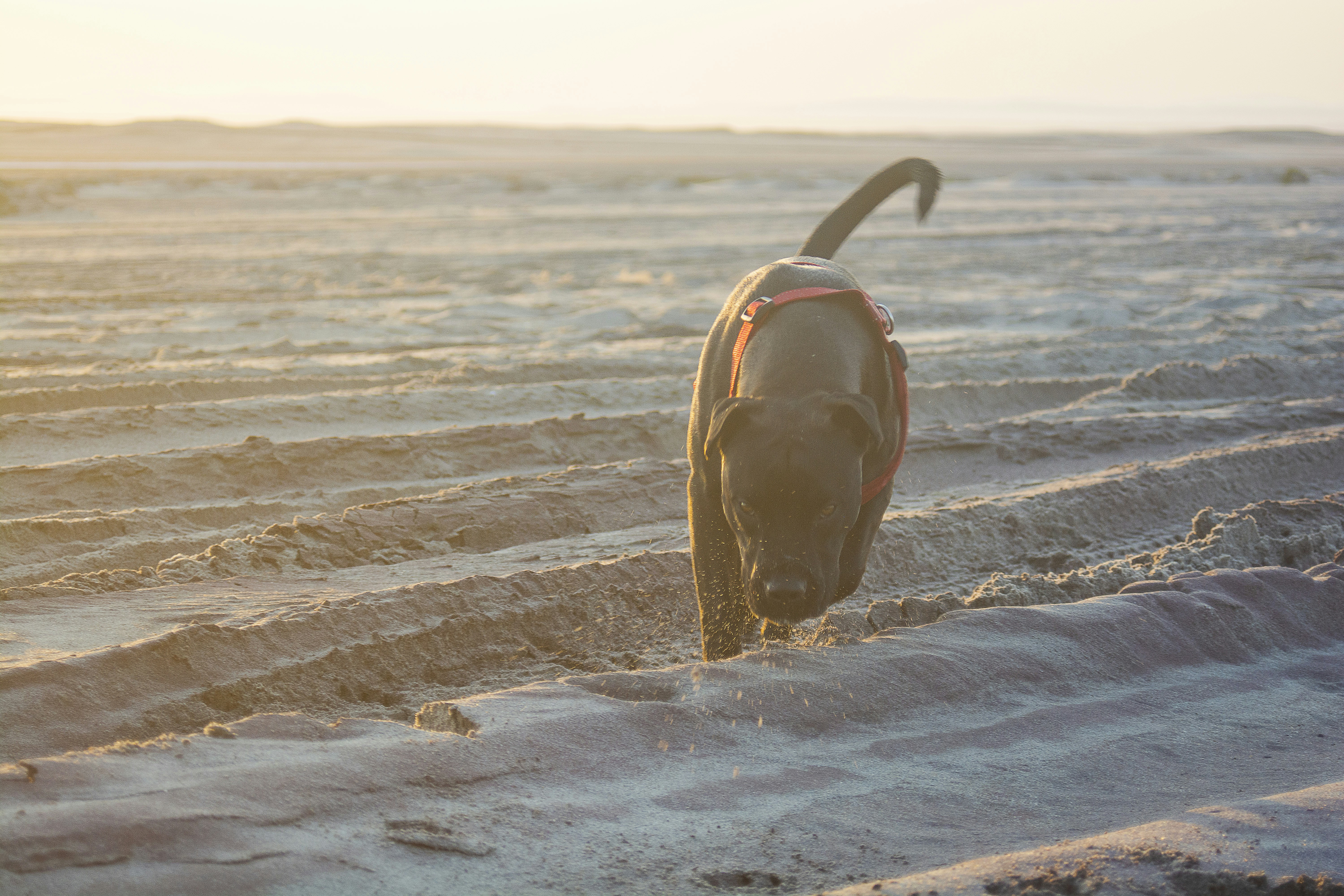Pawprints in the Sand: A Canine Adventure