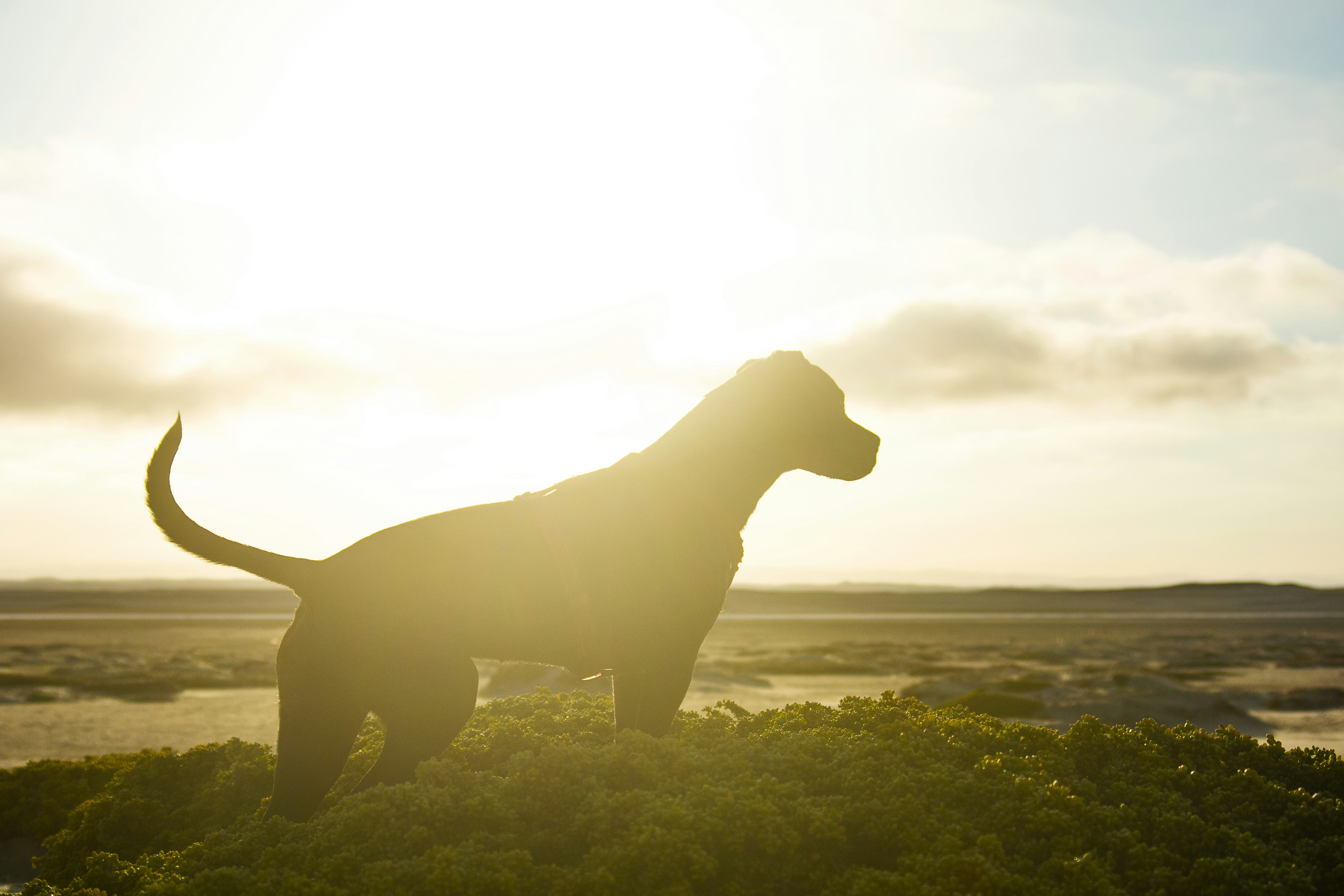 Silhouette of a dog standing proudly on a grassy mound against a bright sunset backdrop.