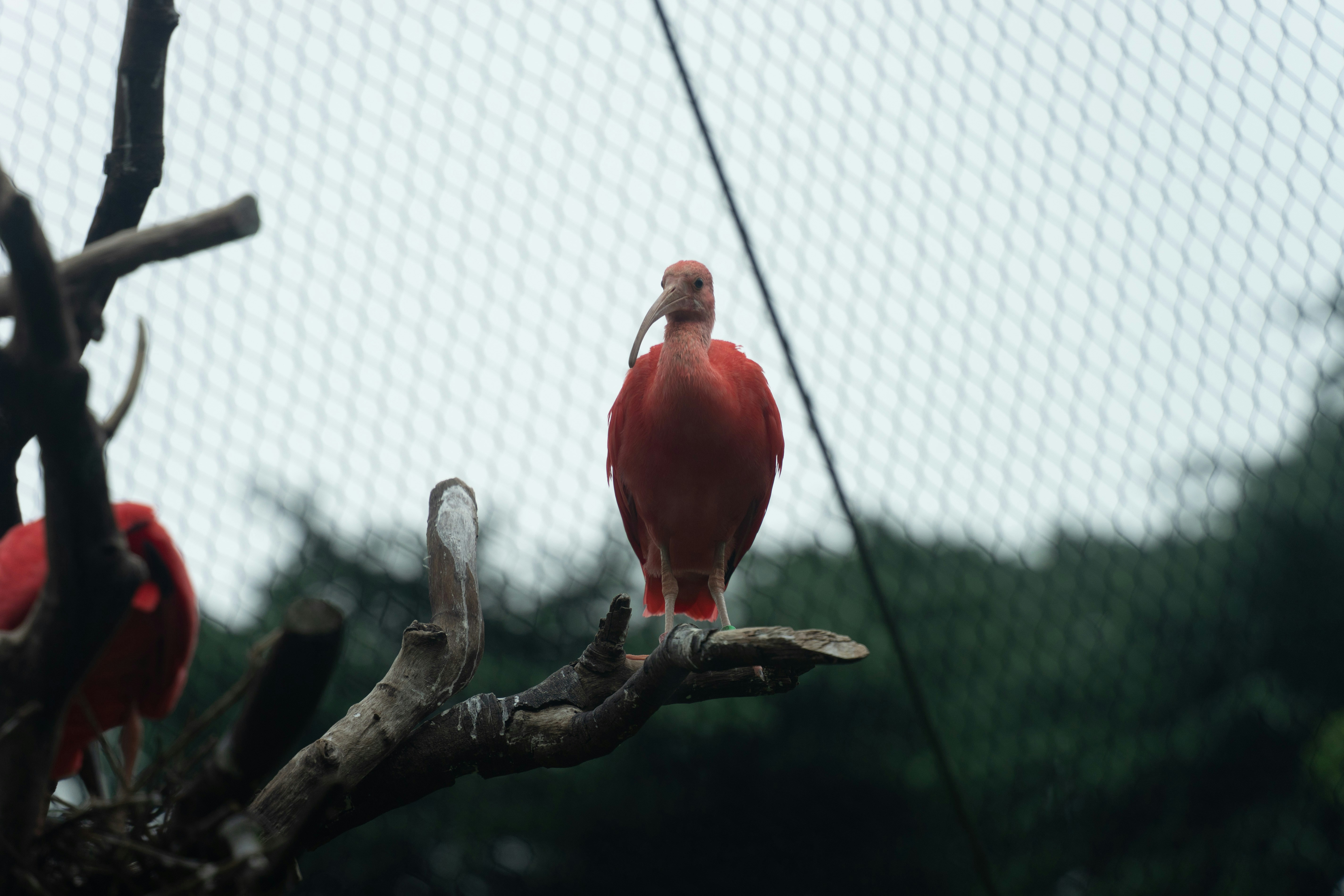 Scarlet Sentinel: A Glimpse into Nature's Palette