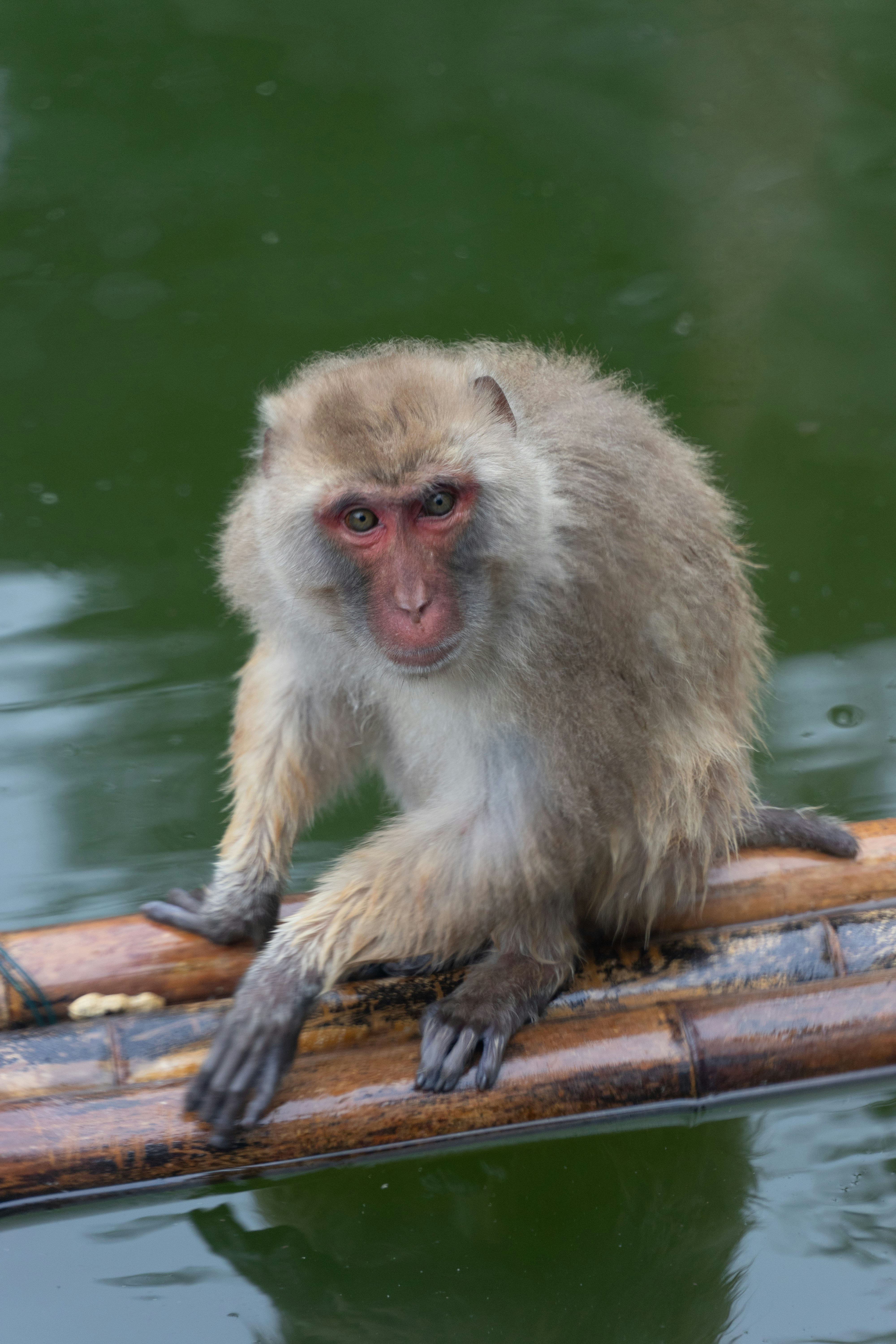 Photo by 123Duo3 with Sony Alpha 7 II