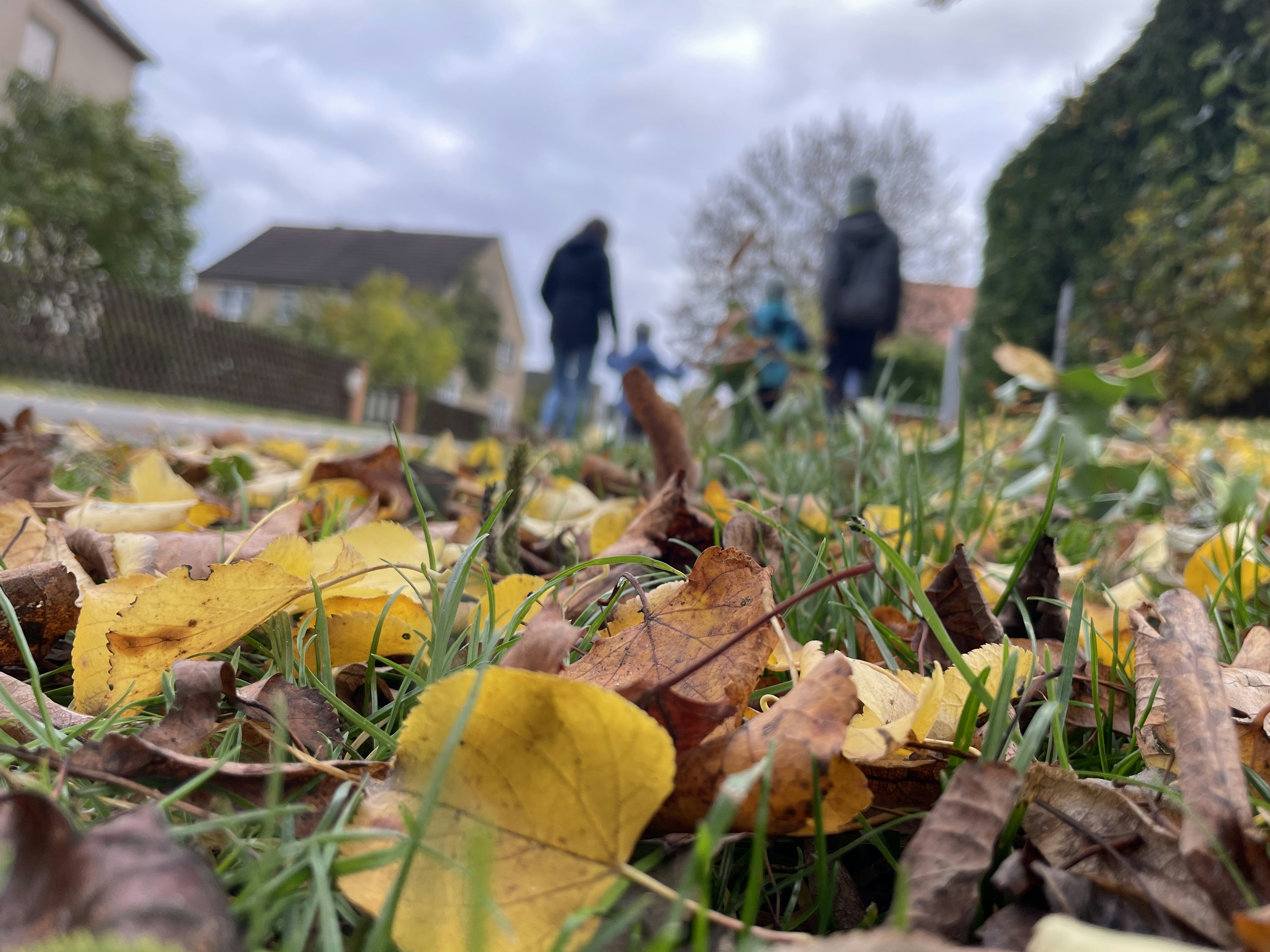 Colorful autumn leaves scattered on a grassy path, with blurred figures walking in the background. 