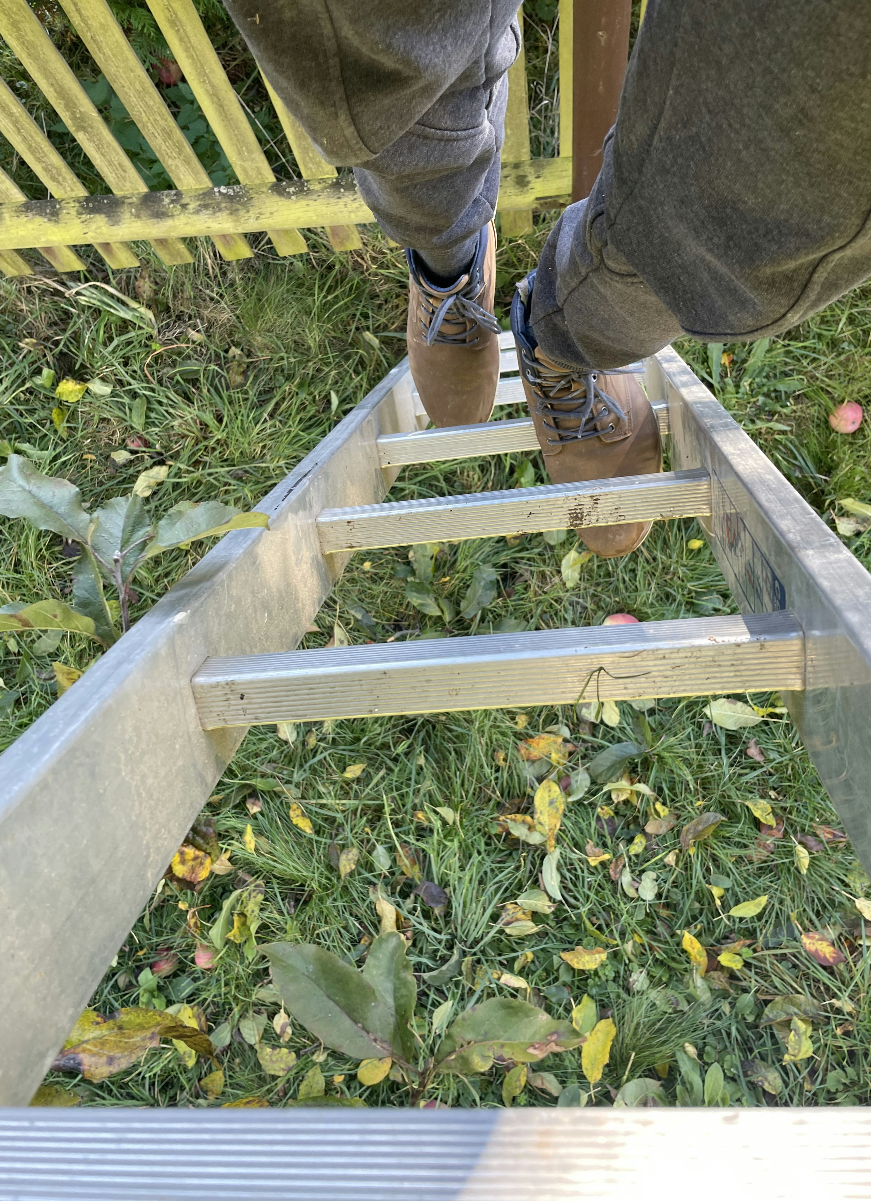 A Man climbing up the Ladder but only the shoes are seen | Person climbing a ladder in a grassy yard.