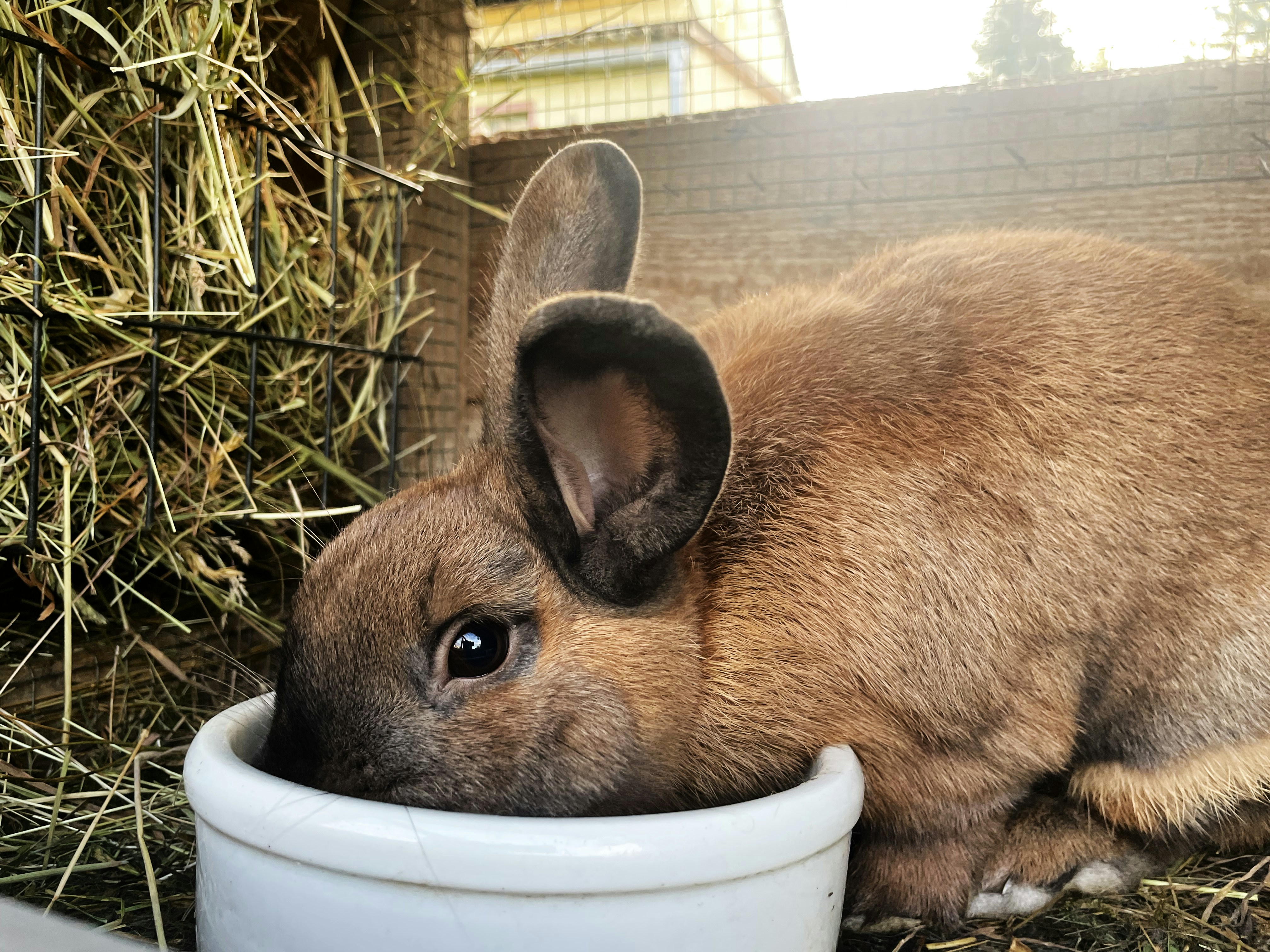 A rabbit eating from a bowl | A brown rabbit eating from a white bowl.