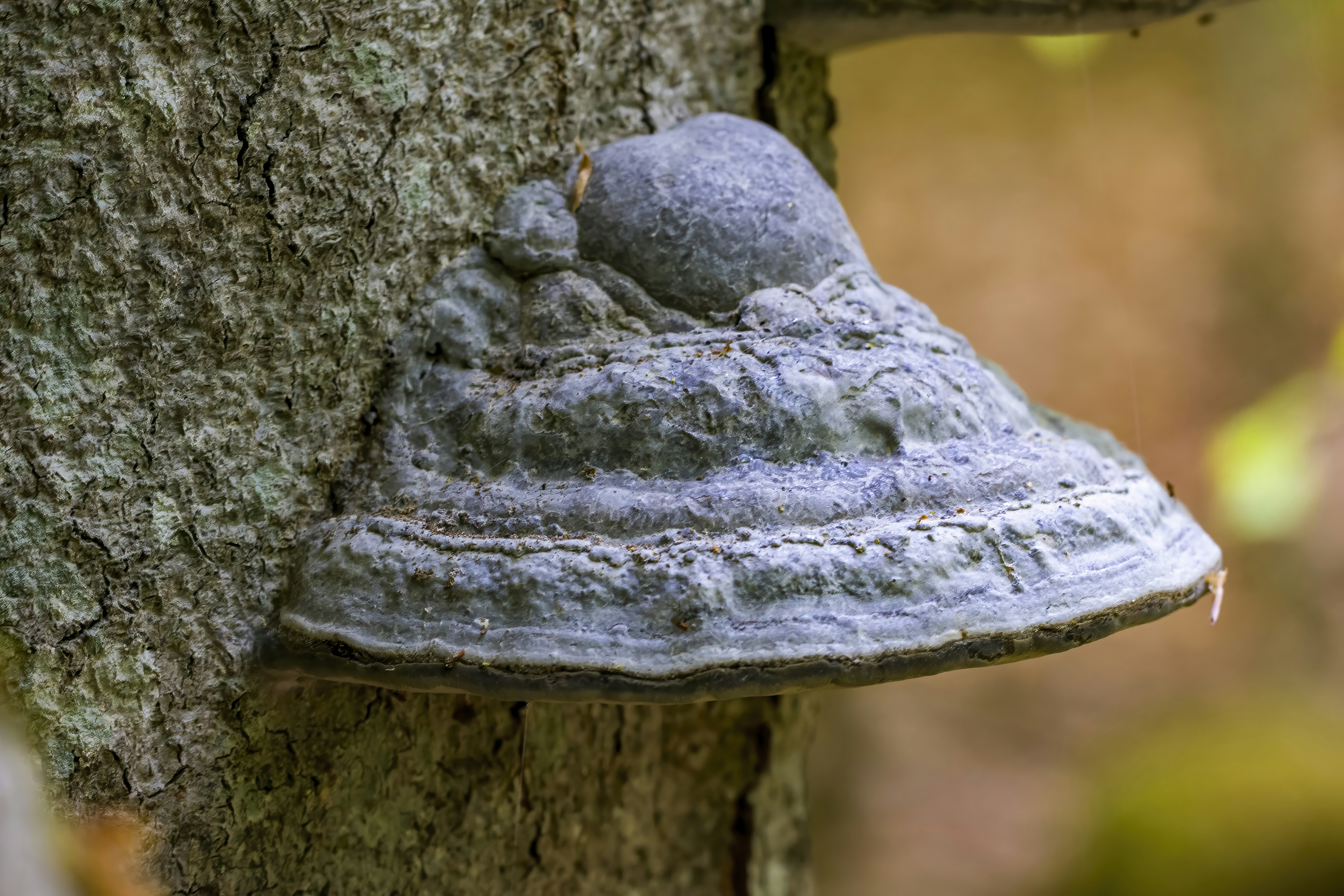 Grayish-brown fungus clinging to the side of a tree, showcasing intricate textures and natural patterns.