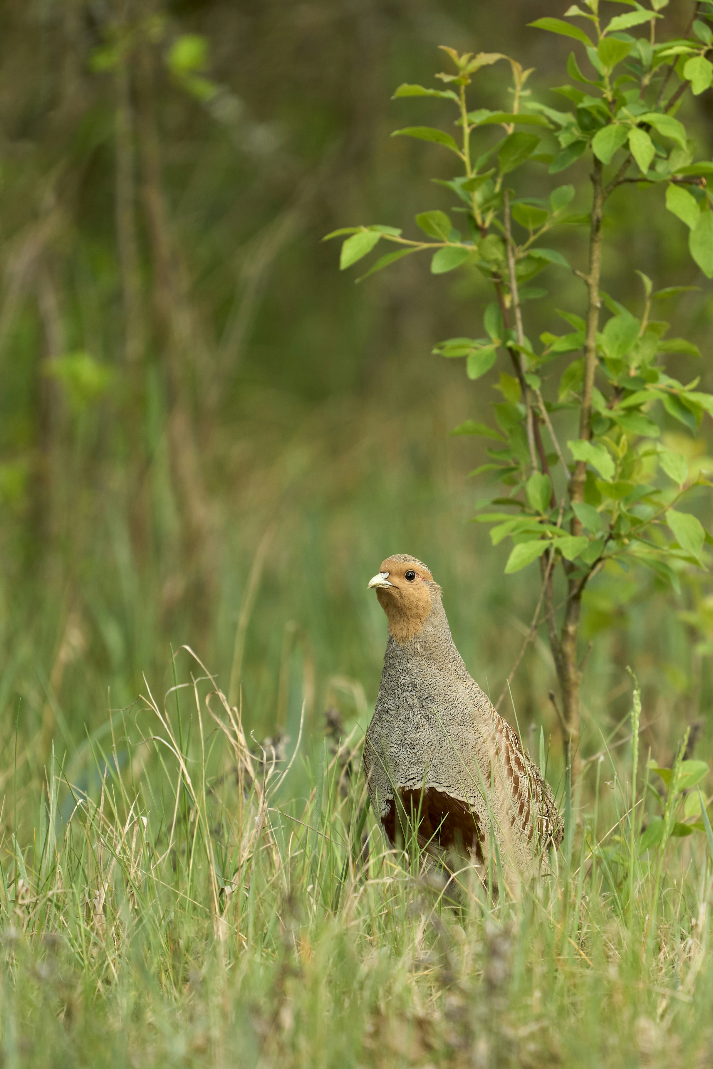 Photo by Wolfgang Hasselmann with Sony Alpha 7 IV