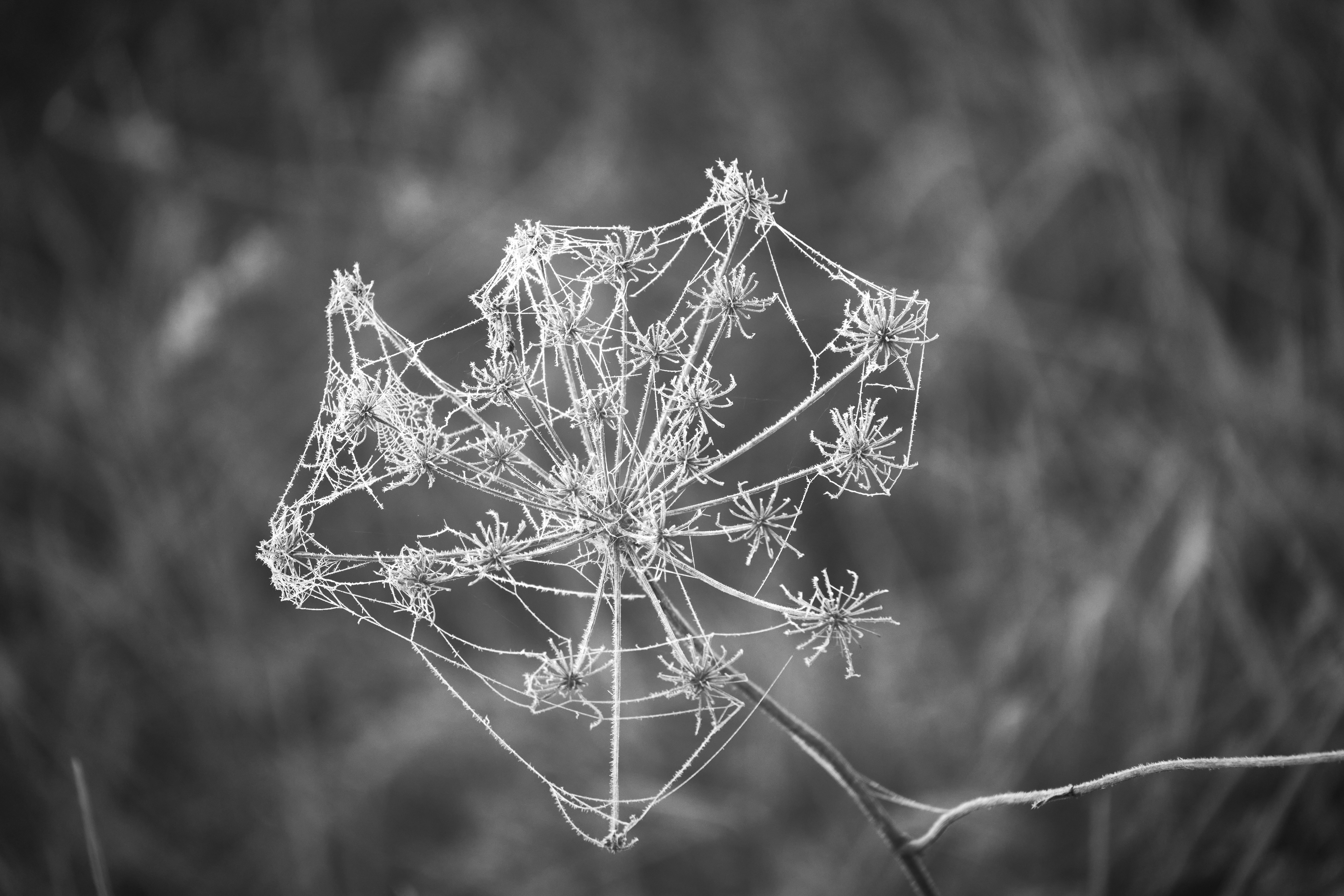 Delicate, dried plant structure intricately woven with fine threads against a blurred background. The monochrome tones highlight the intricate details of the botanical form.