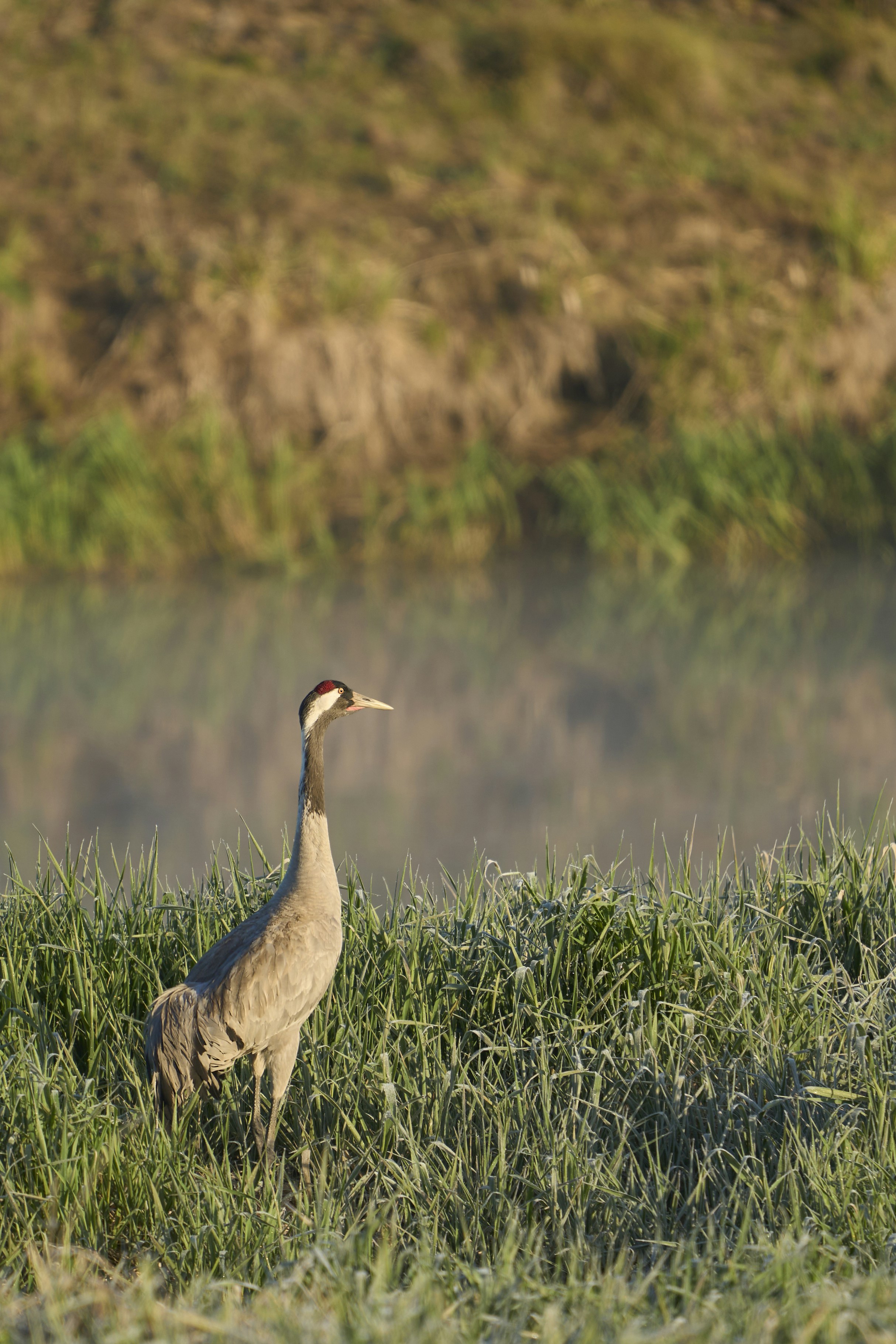 A crane stands gracefully amidst dew-kissed grass, surrounded by a soft, misty backdrop.