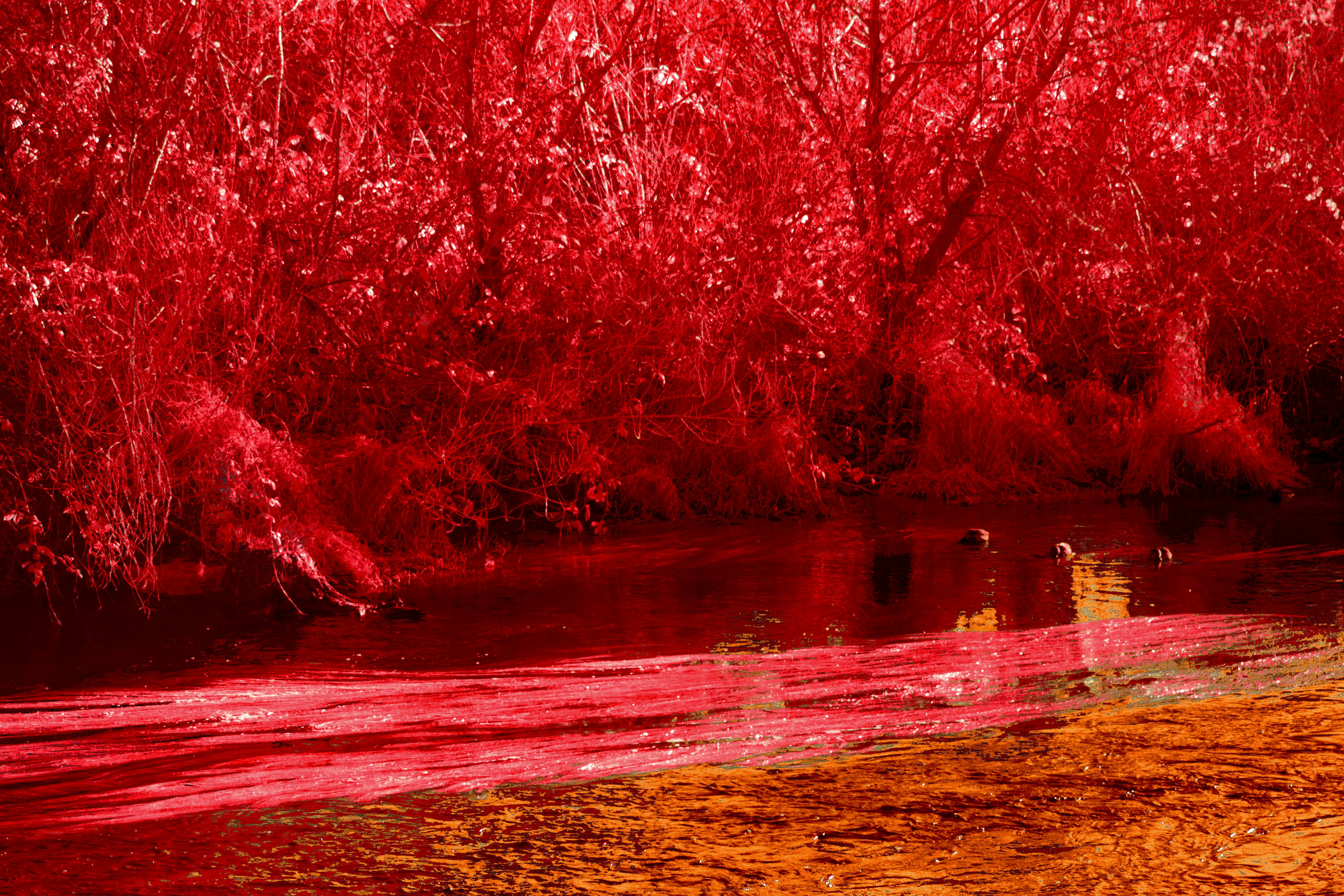 Red leaves and a river in autumn
