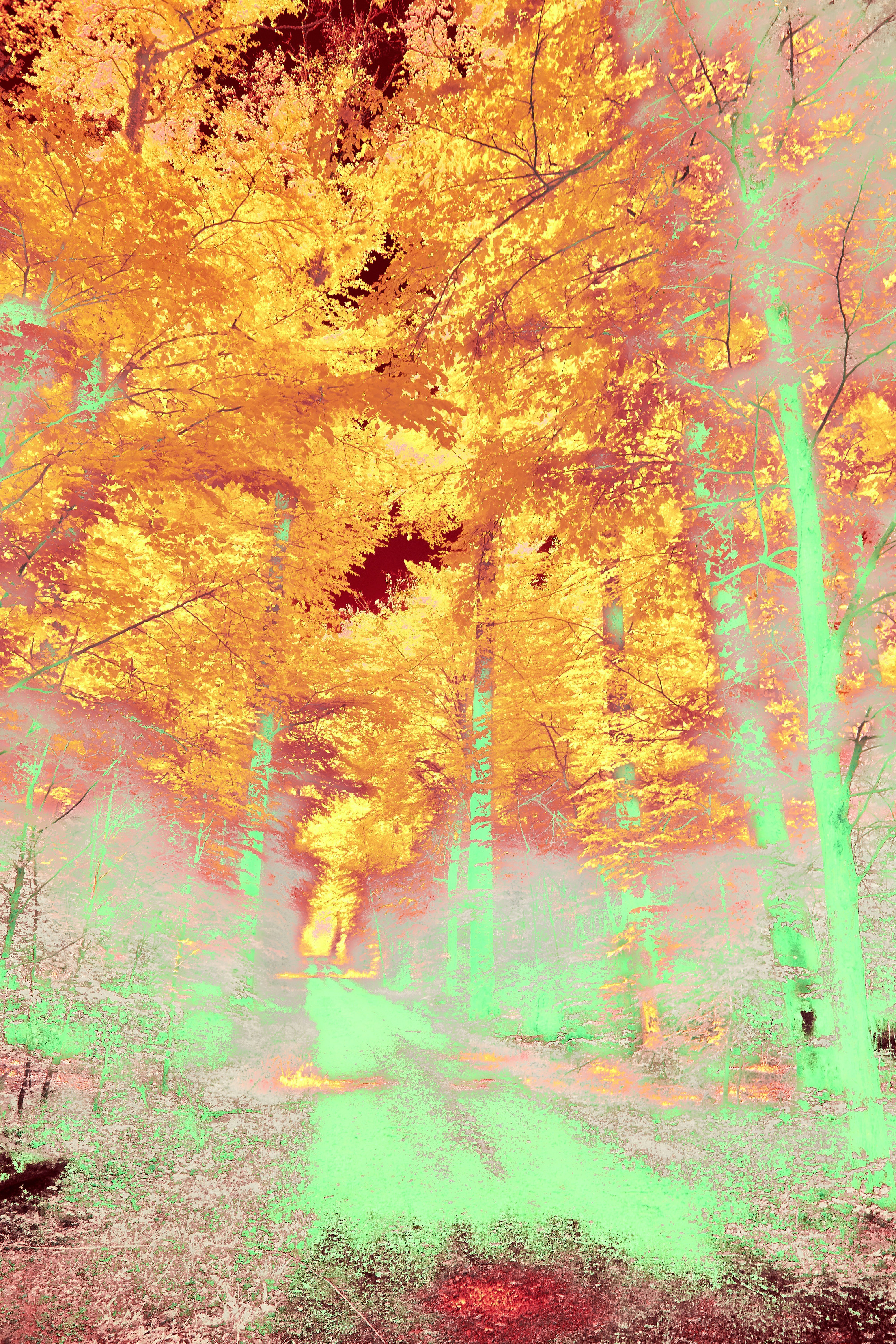 Photo by Wolfgang Hasselmann with Sony Alpha 7 II