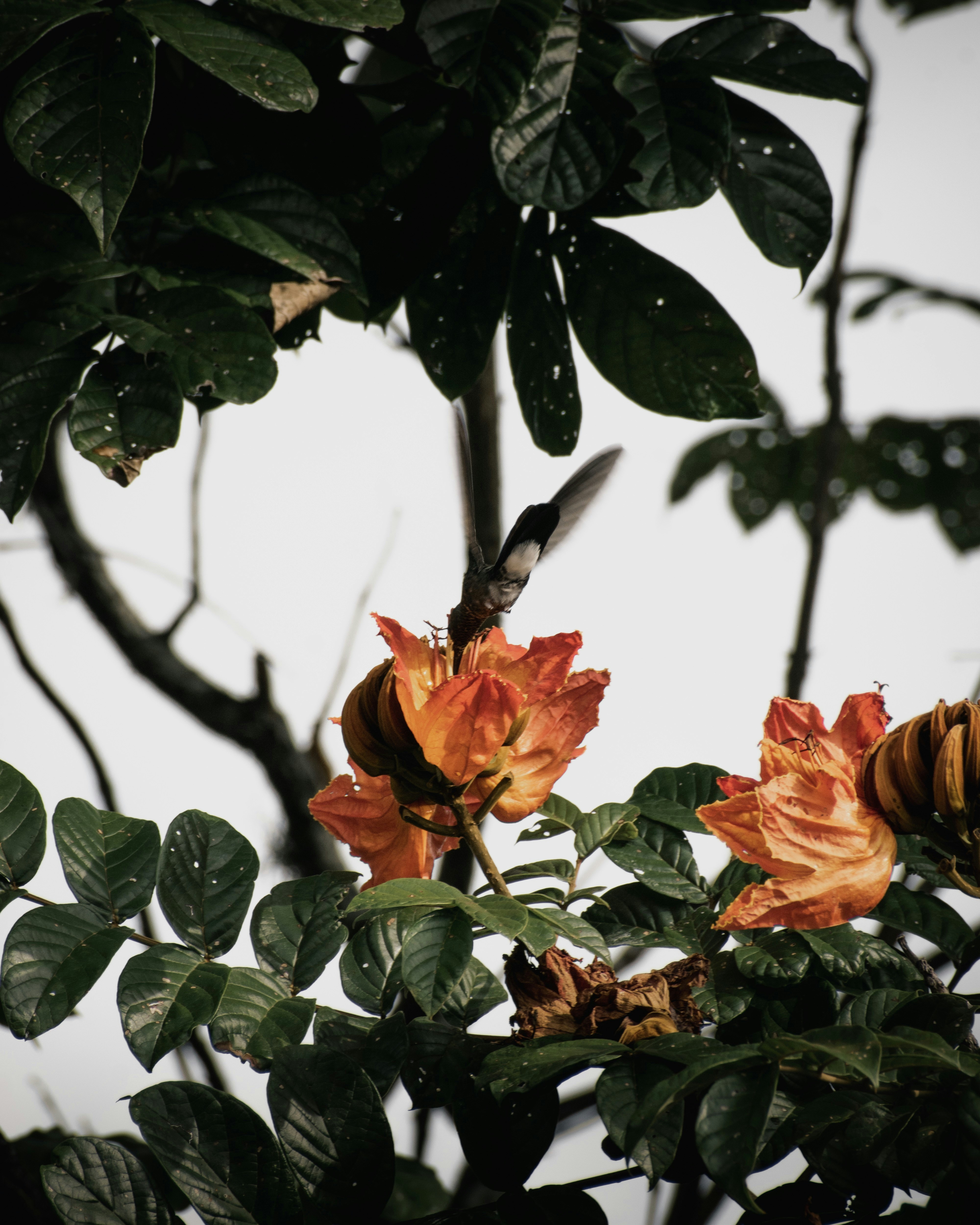 A hummingbird hovers delicately over vibrant orange flowers, surrounded by lush green foliage. The scene captures the essence of tropical biodiversity.