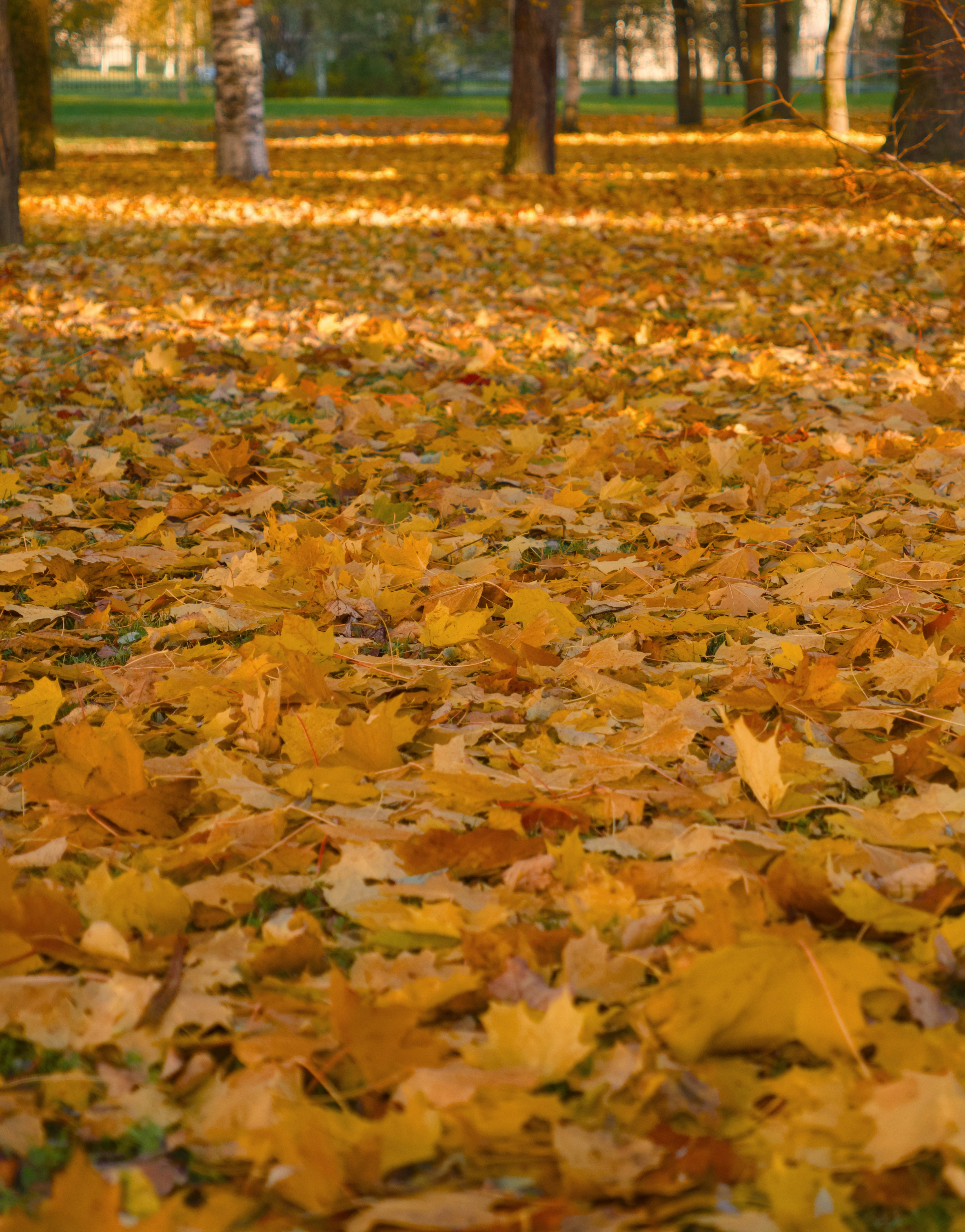 Golden Tapestry of Autumn