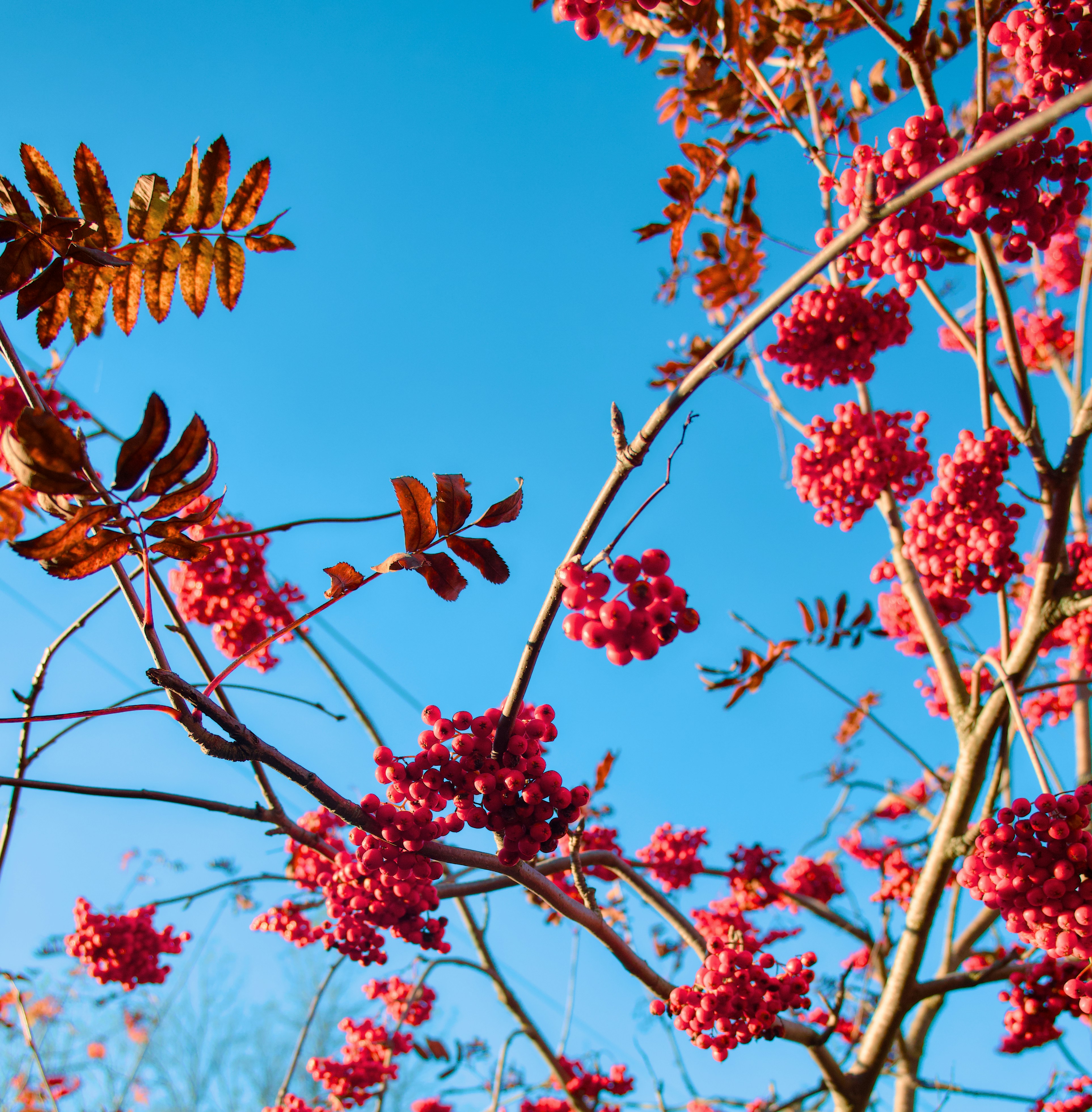 Crimson Berries Against a Cerulean Sky