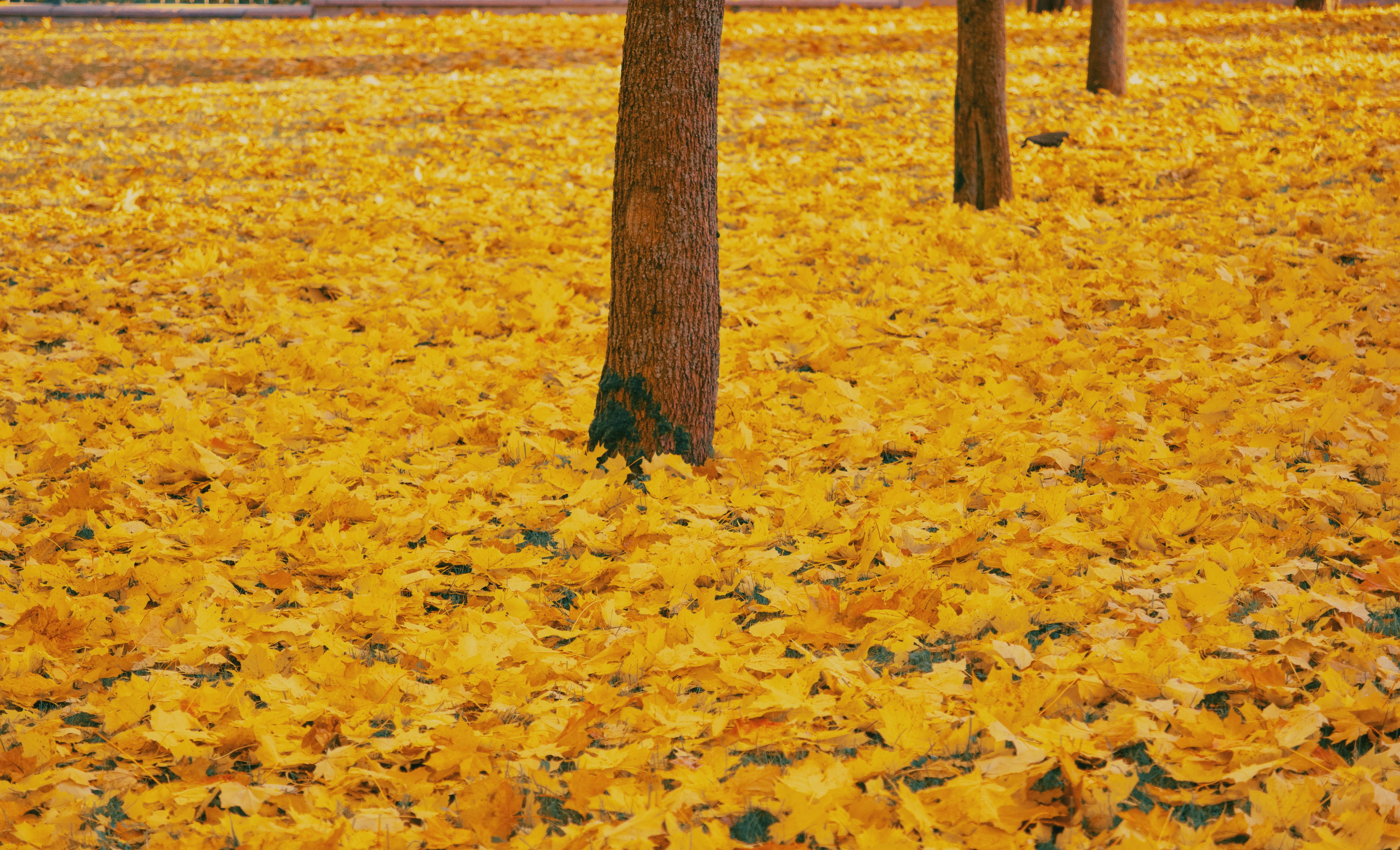 Golden Carpet Under Quiet Trunks