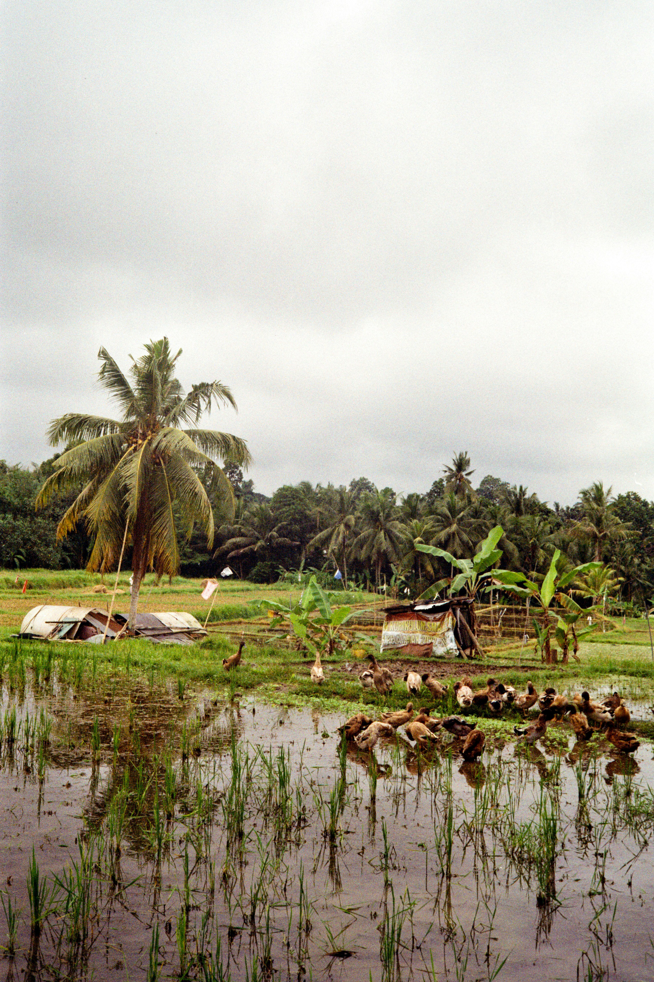 Kodak Gold 200 🎞️ | Ducks foraging in a flooded rice paddy field.