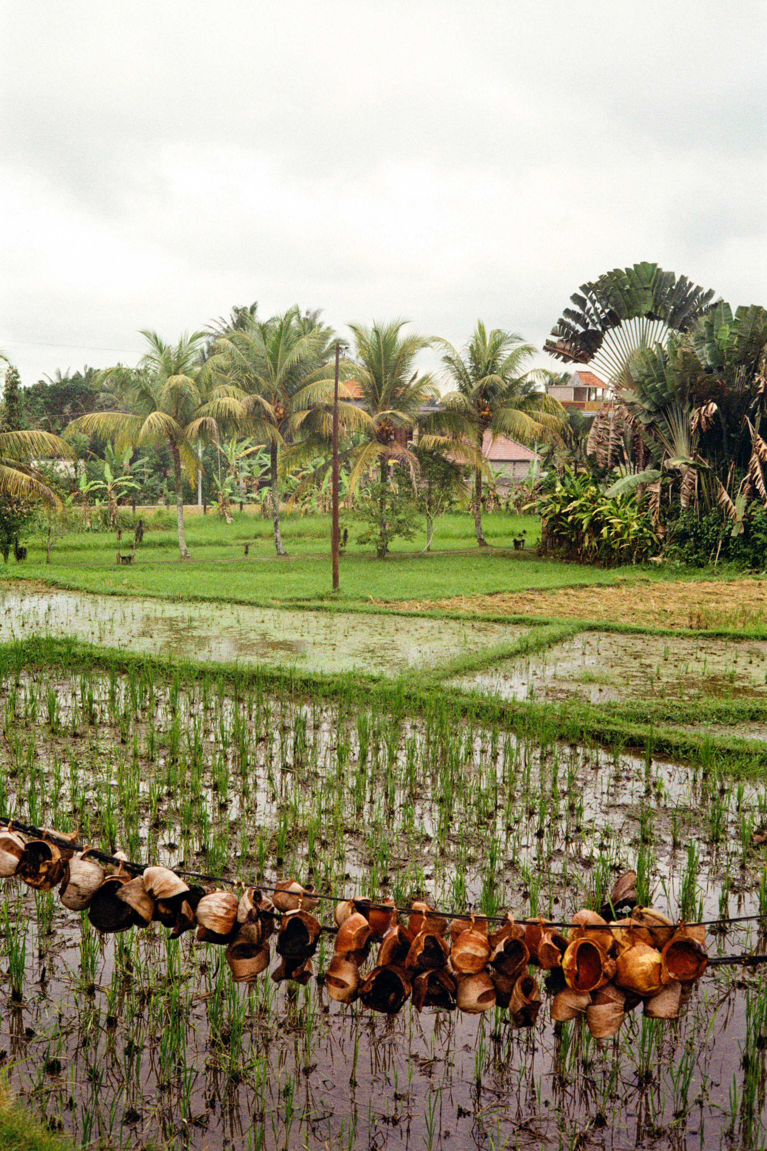 Harmony of Nature and Tradition