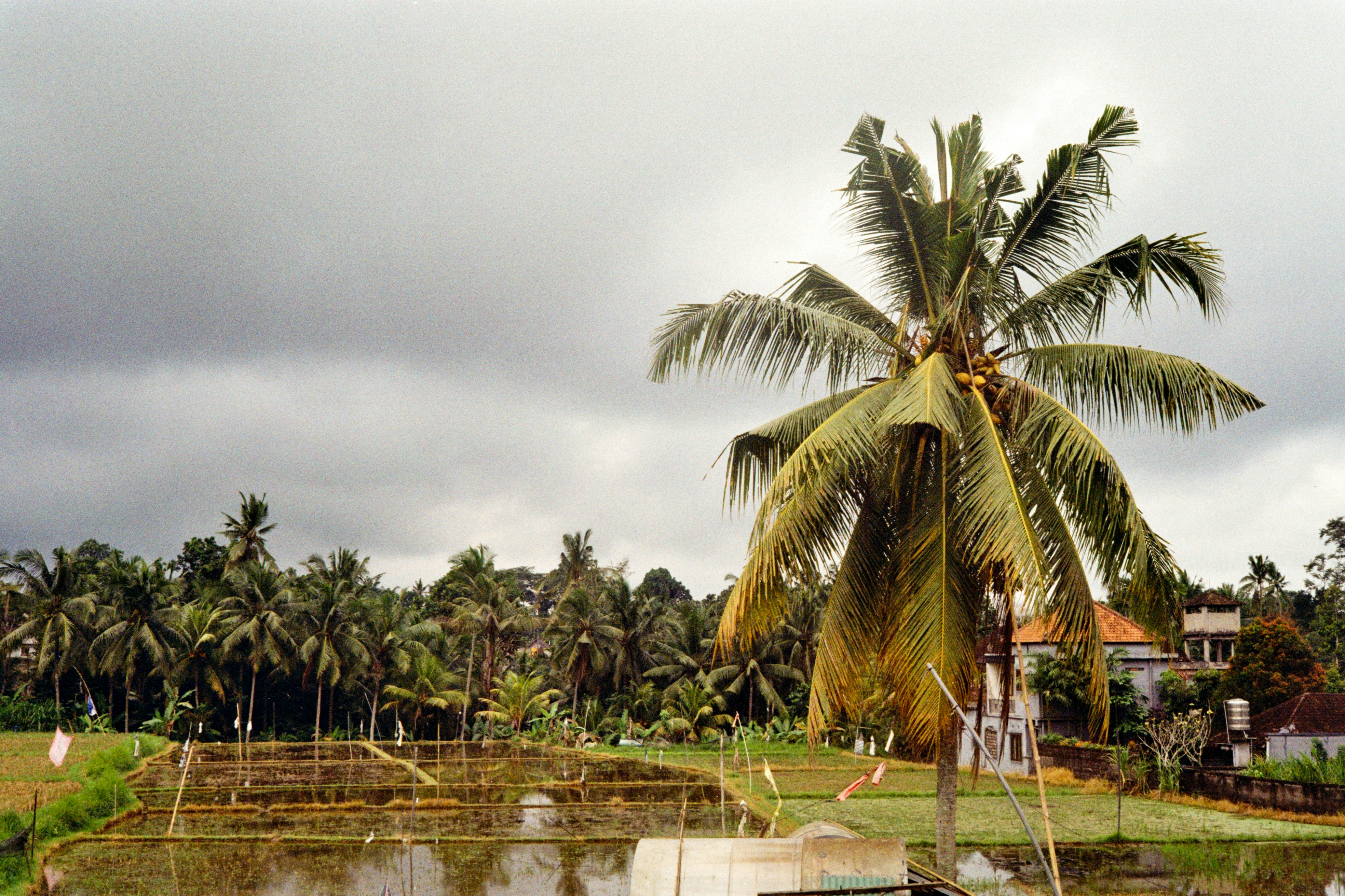 Kodak Gold 200 🎞️ | Palm trees and rice paddies under cloudy sky