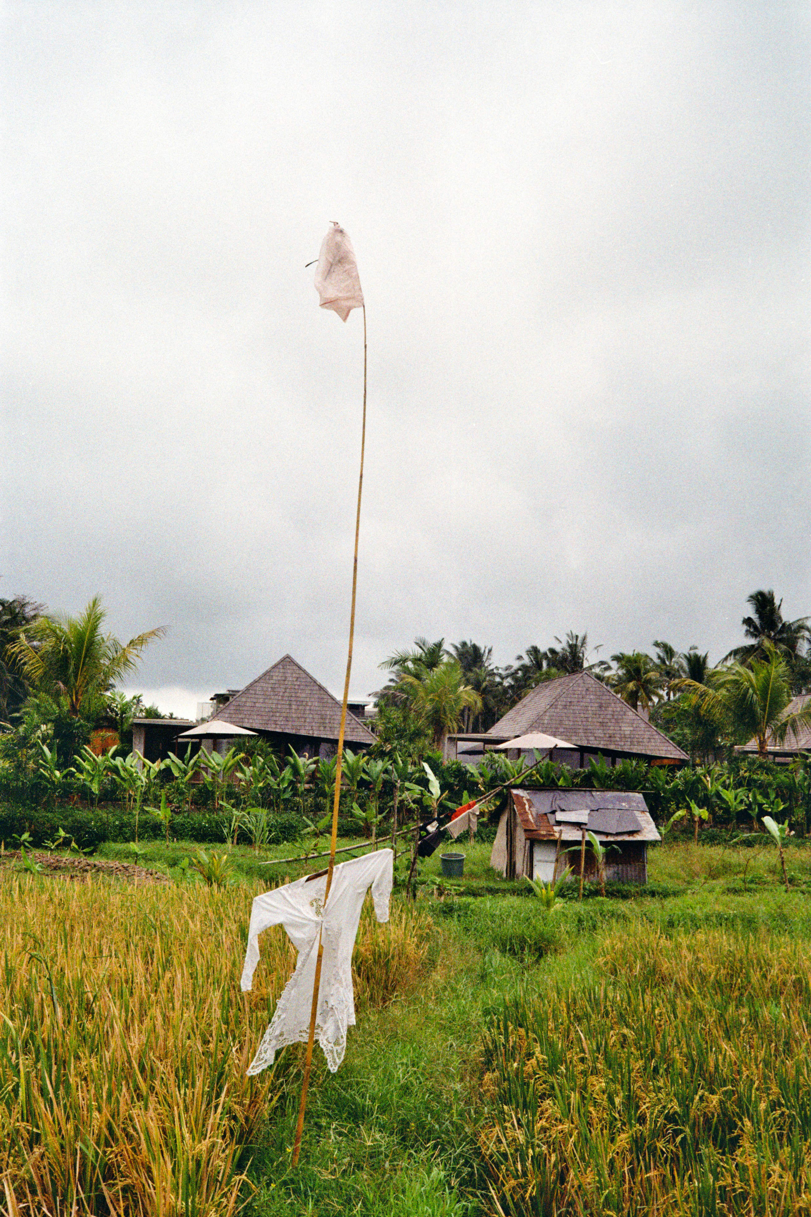 Kodak Gold 200 🎞️ | Scarecrow in a rice field with huts and trees.