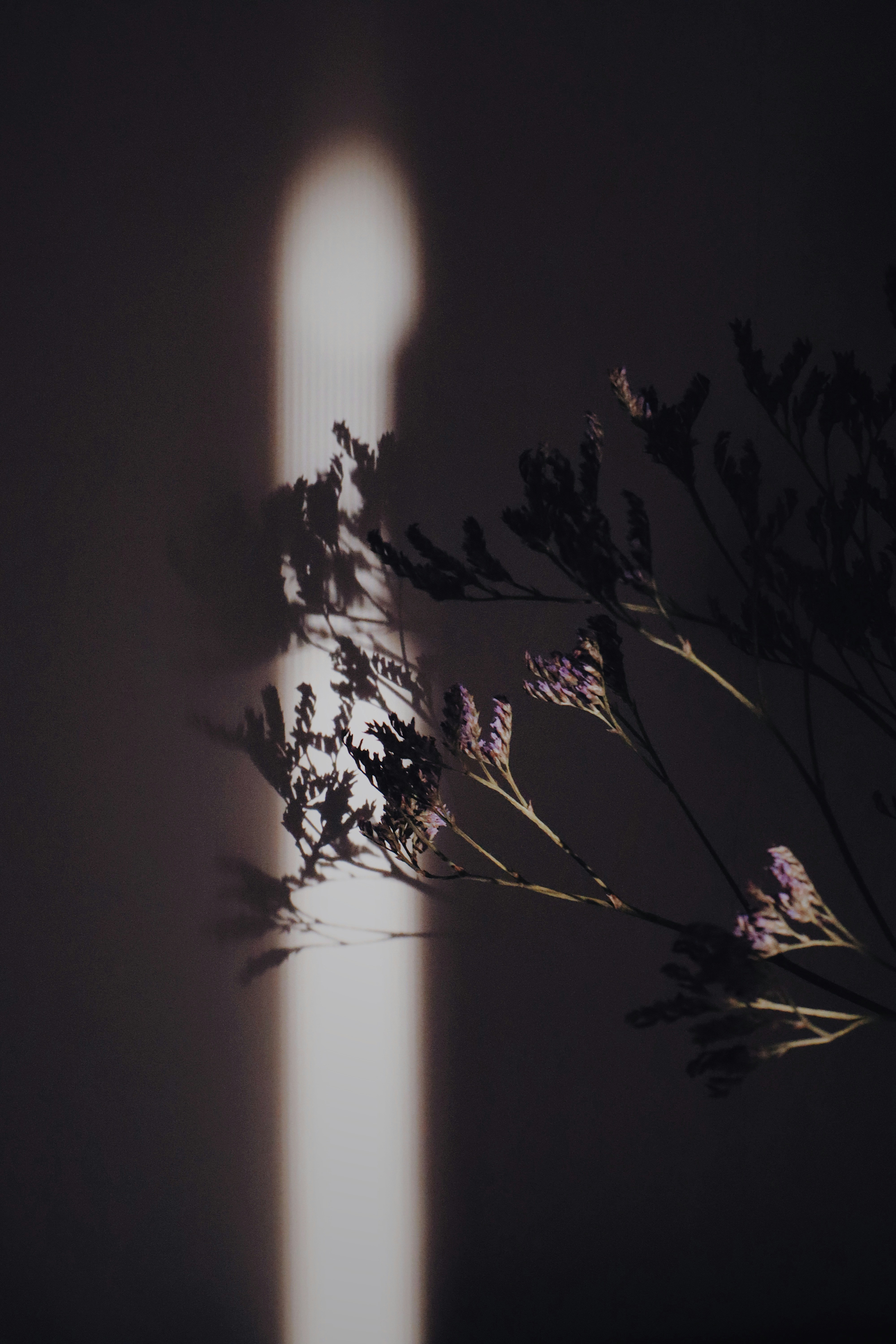 L'ombre et la lumière. | Dried flowers casting shadows on a wall