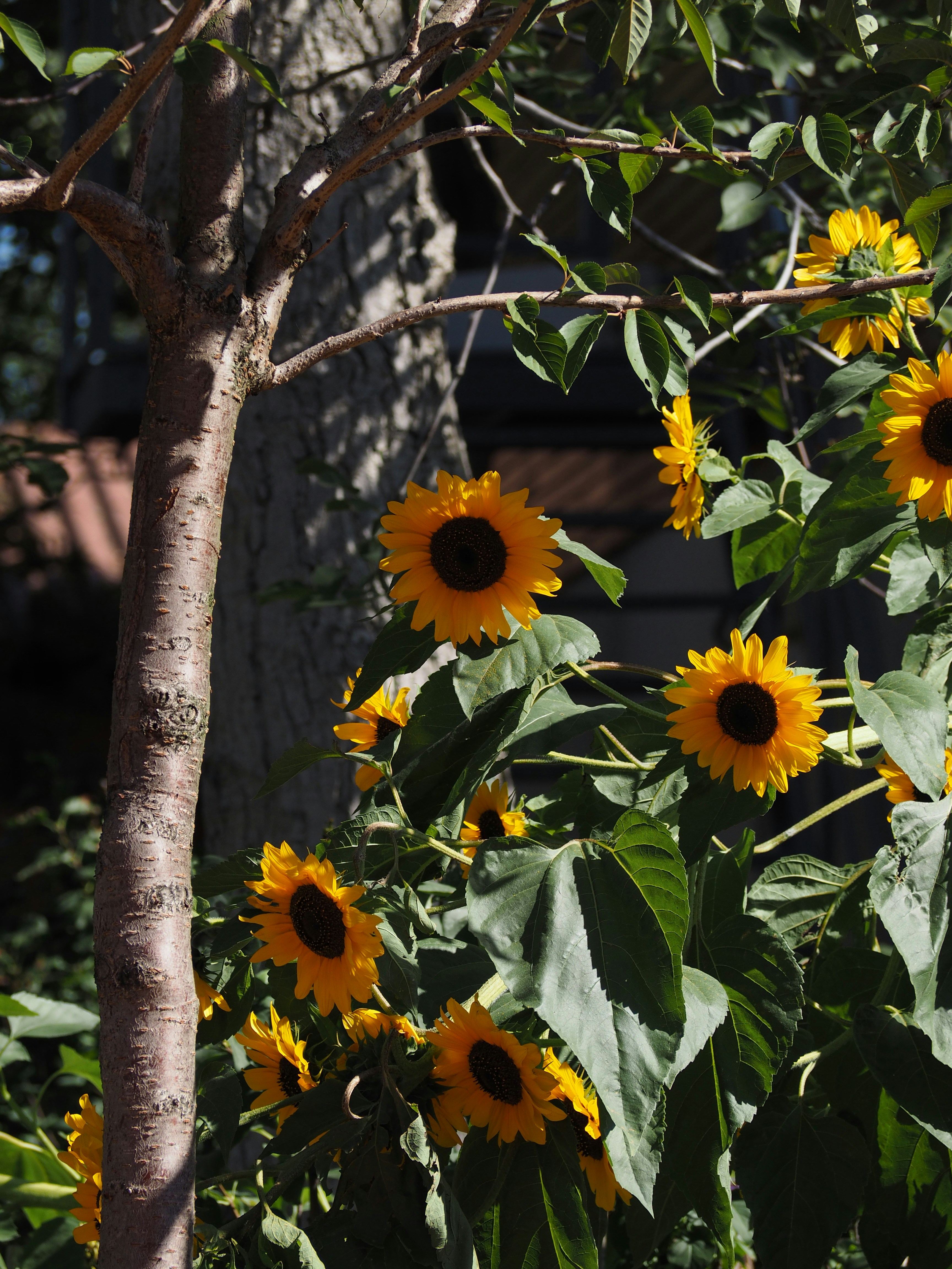 Sunlit Symphony: Nature's Golden Canvas