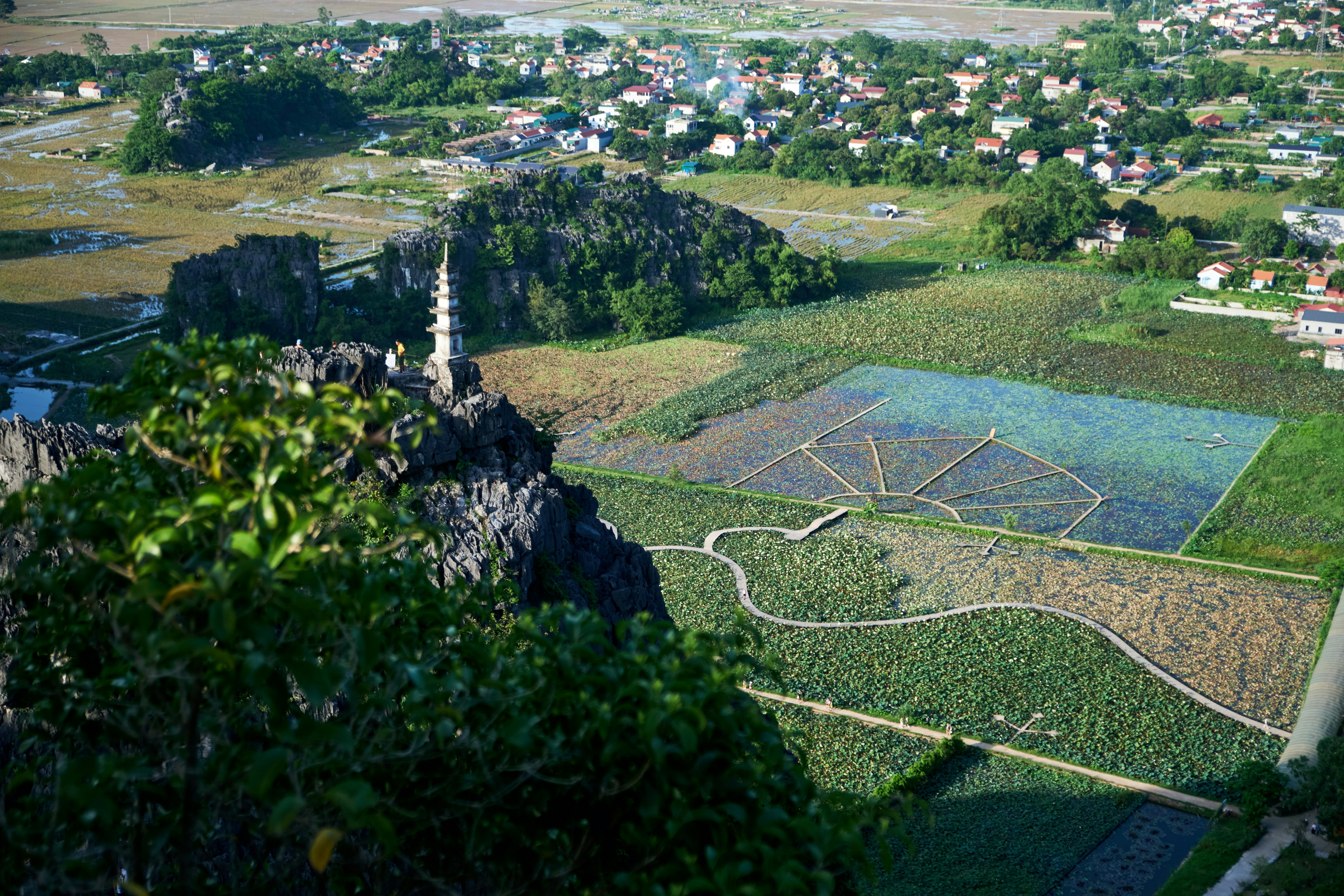 Verdant Patterns: A Tapestry of Nature and Cultivation