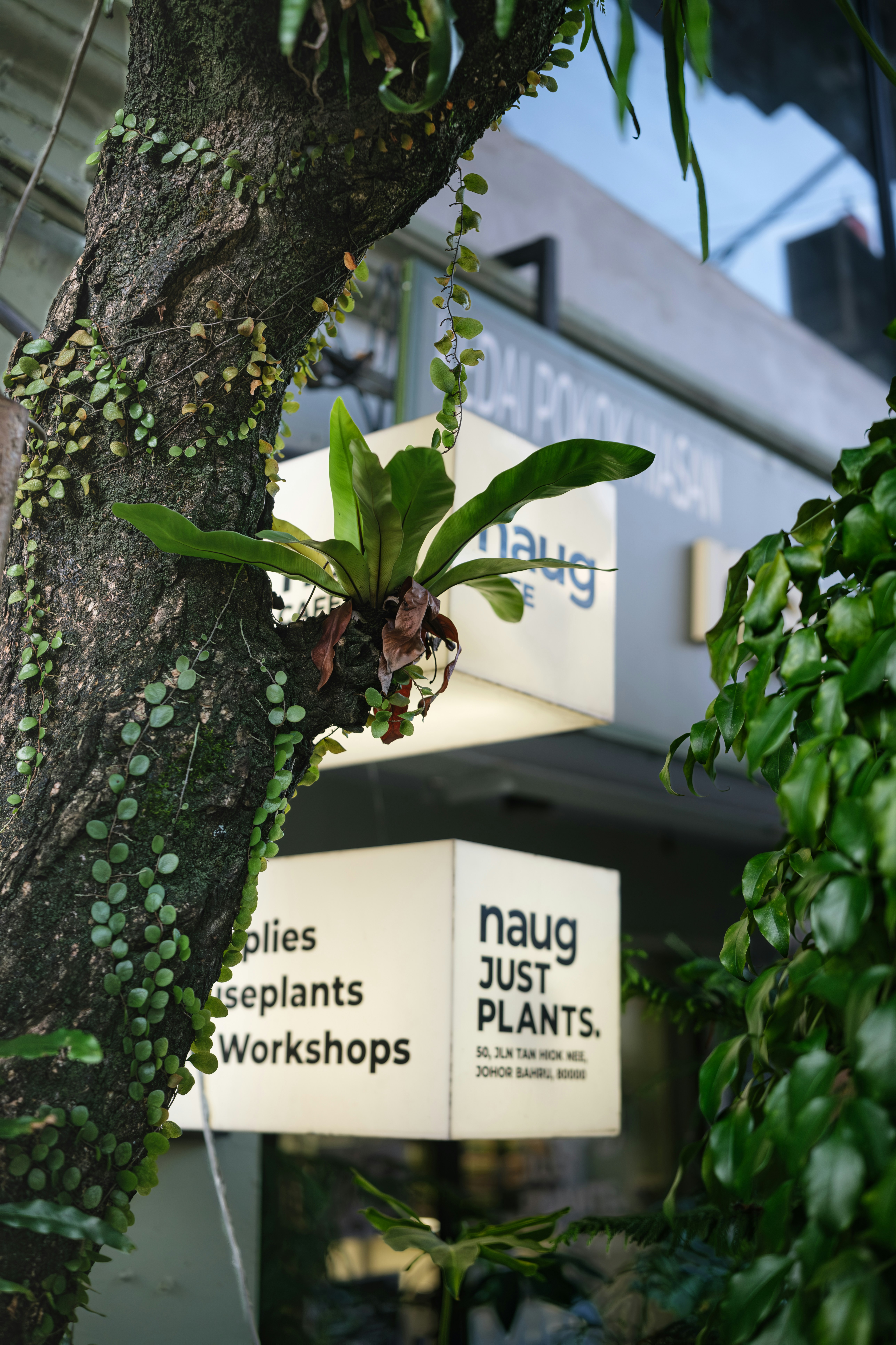 Bird's nest fern grows on tree trunk near shop signs.
