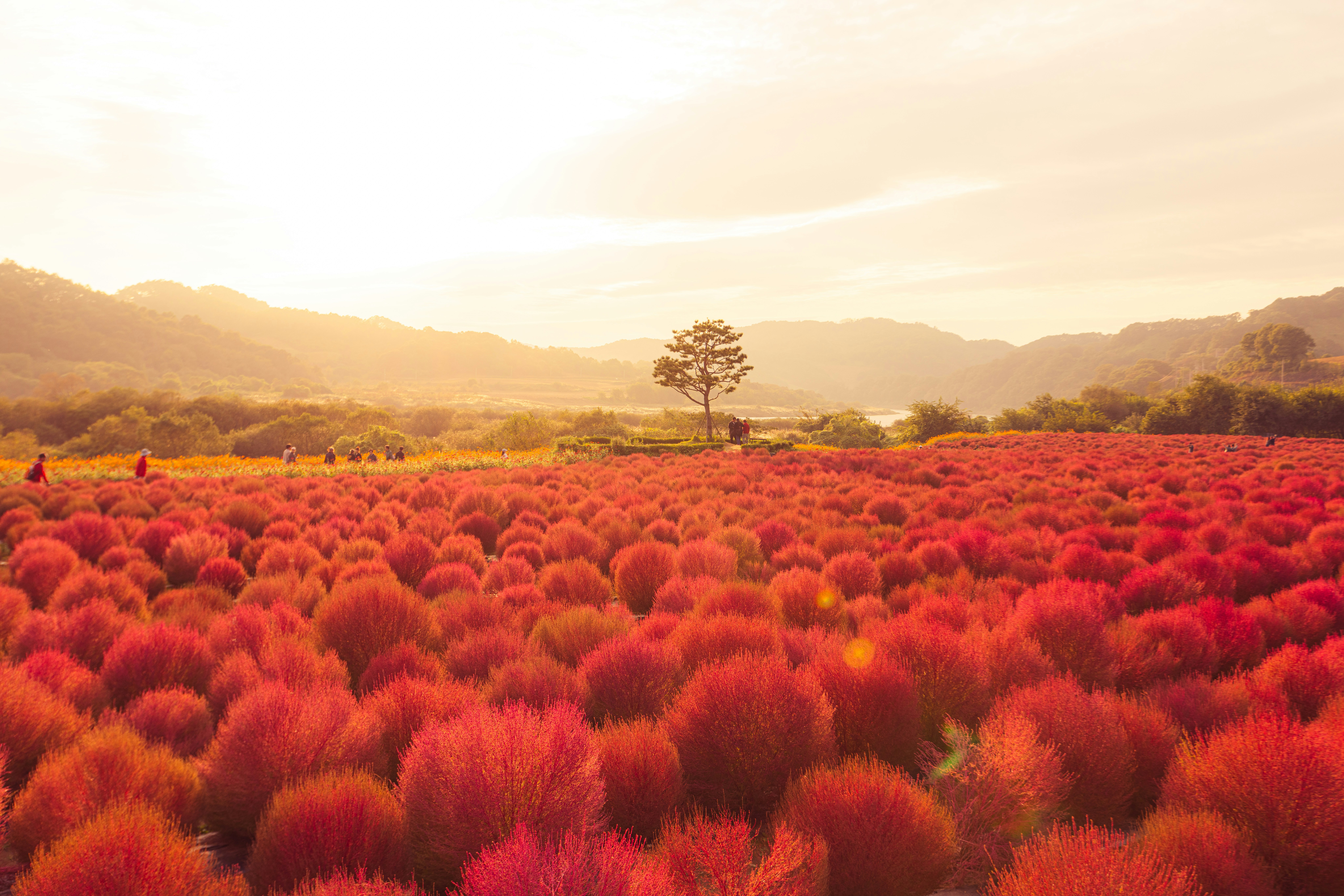 Crimson Waves Under a Golden Sky