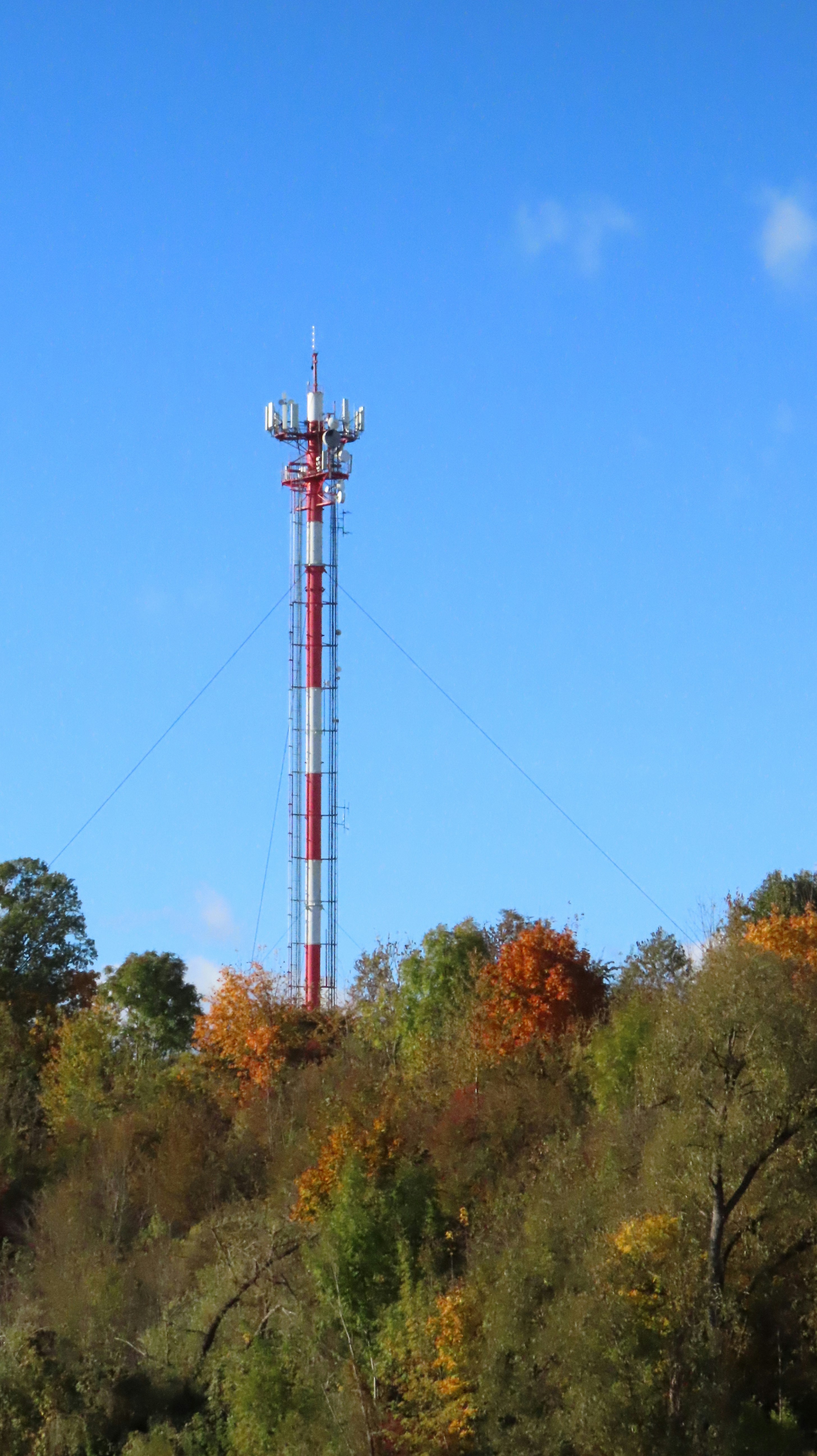 Signal Amongst the Autumn Canopy