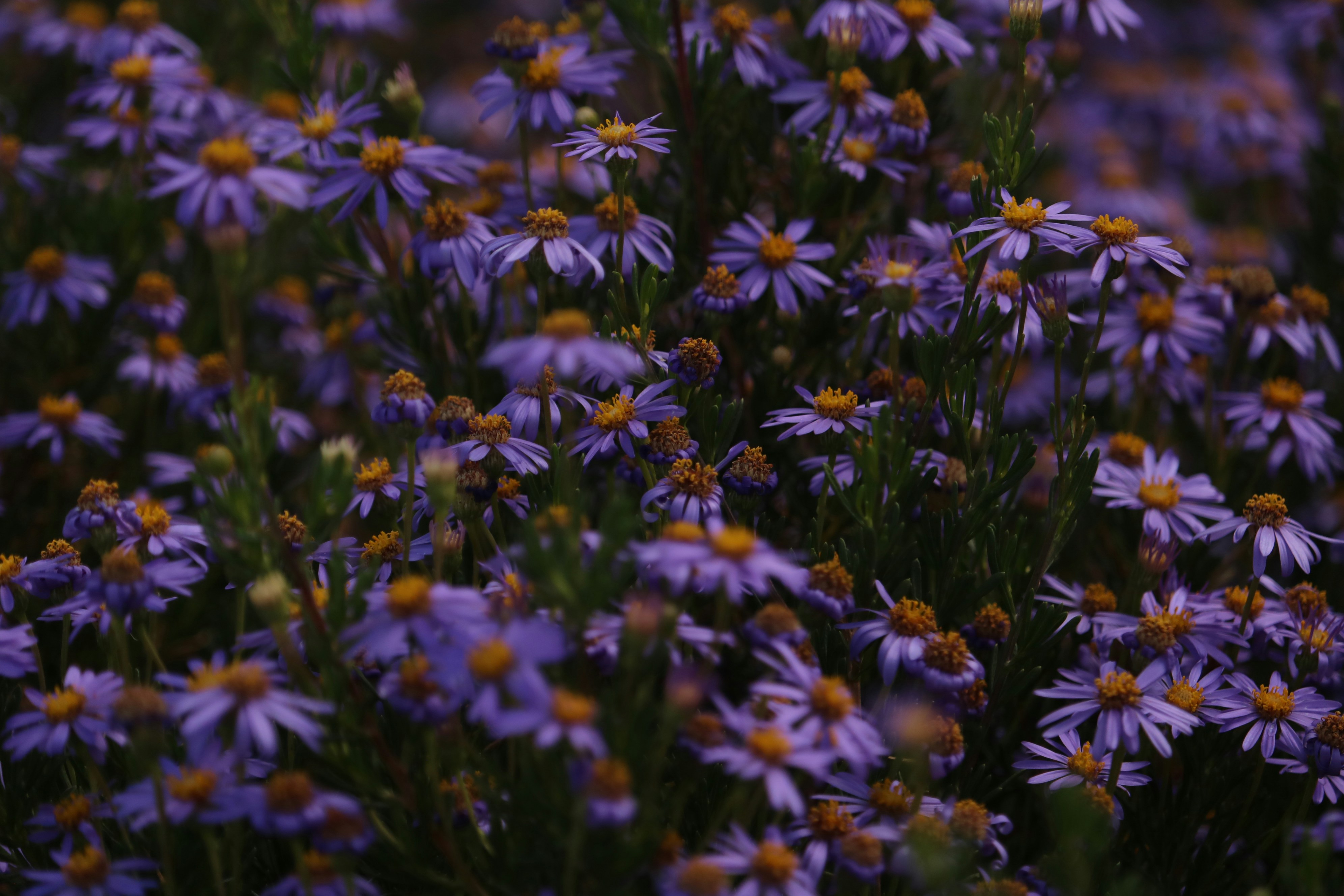 Photo by Alicia Christin Gerald with Canon EOS 750D