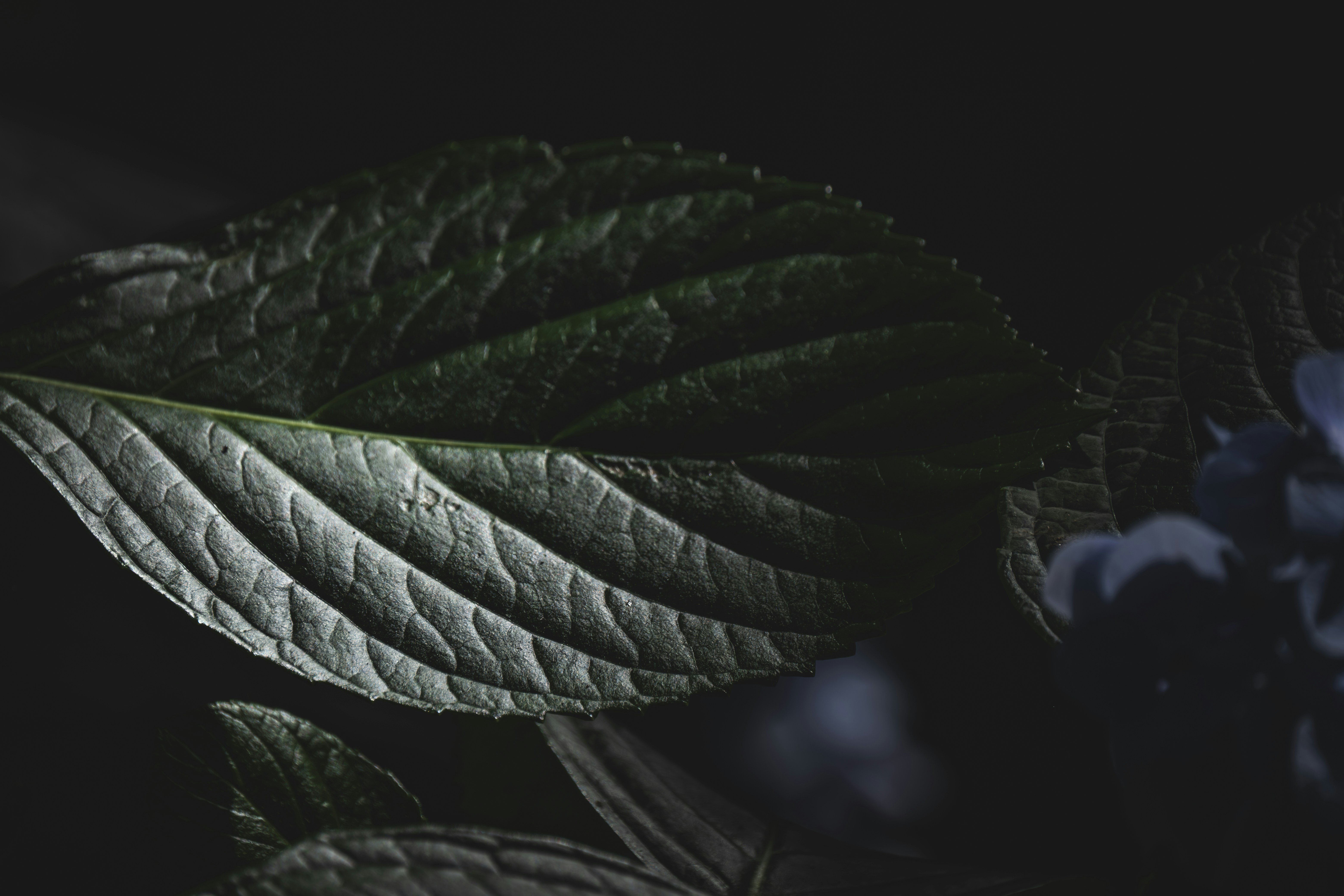 Whispers of Nature: A Leaf's Tale