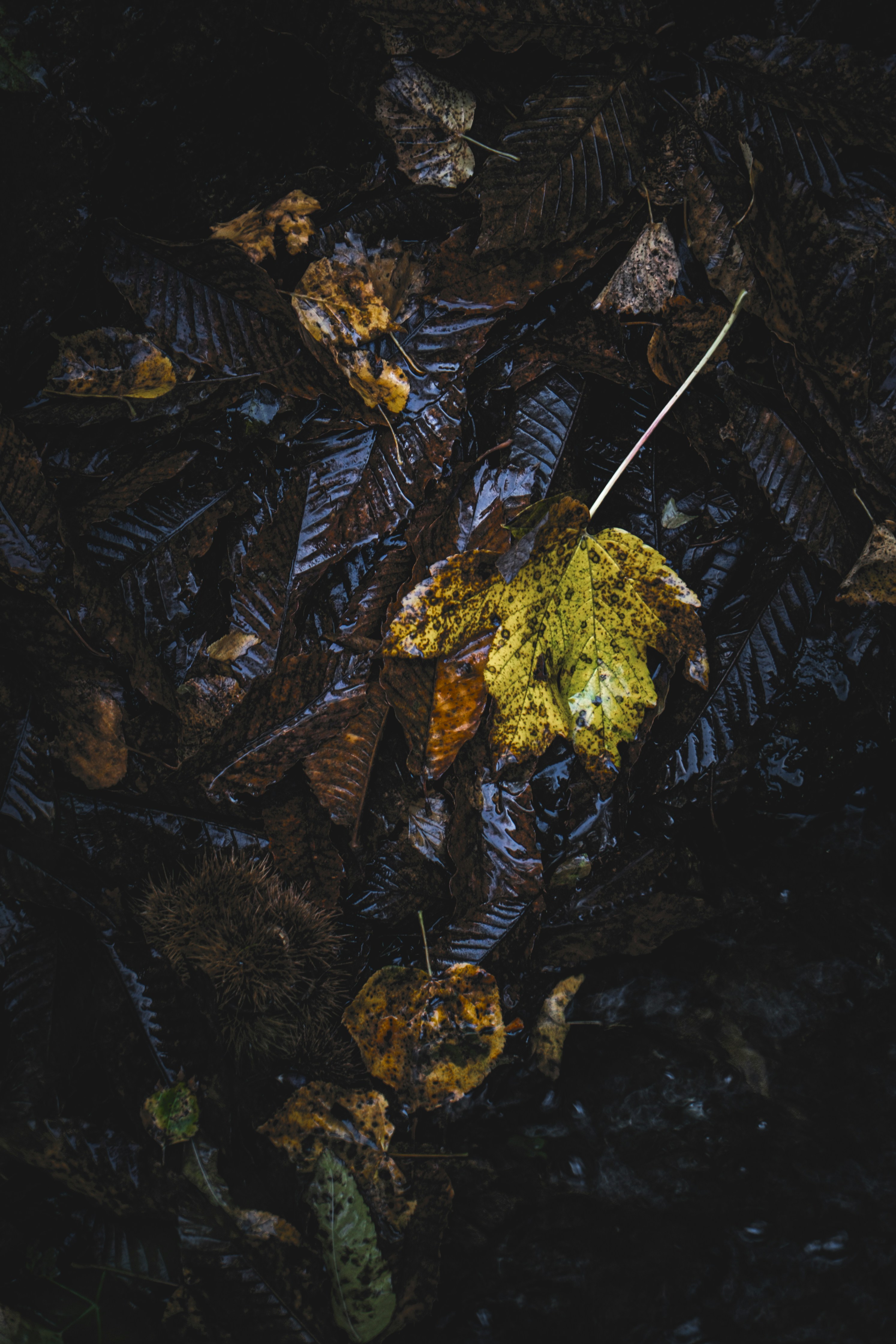 Nature's Palette: The Last Leaf Standing