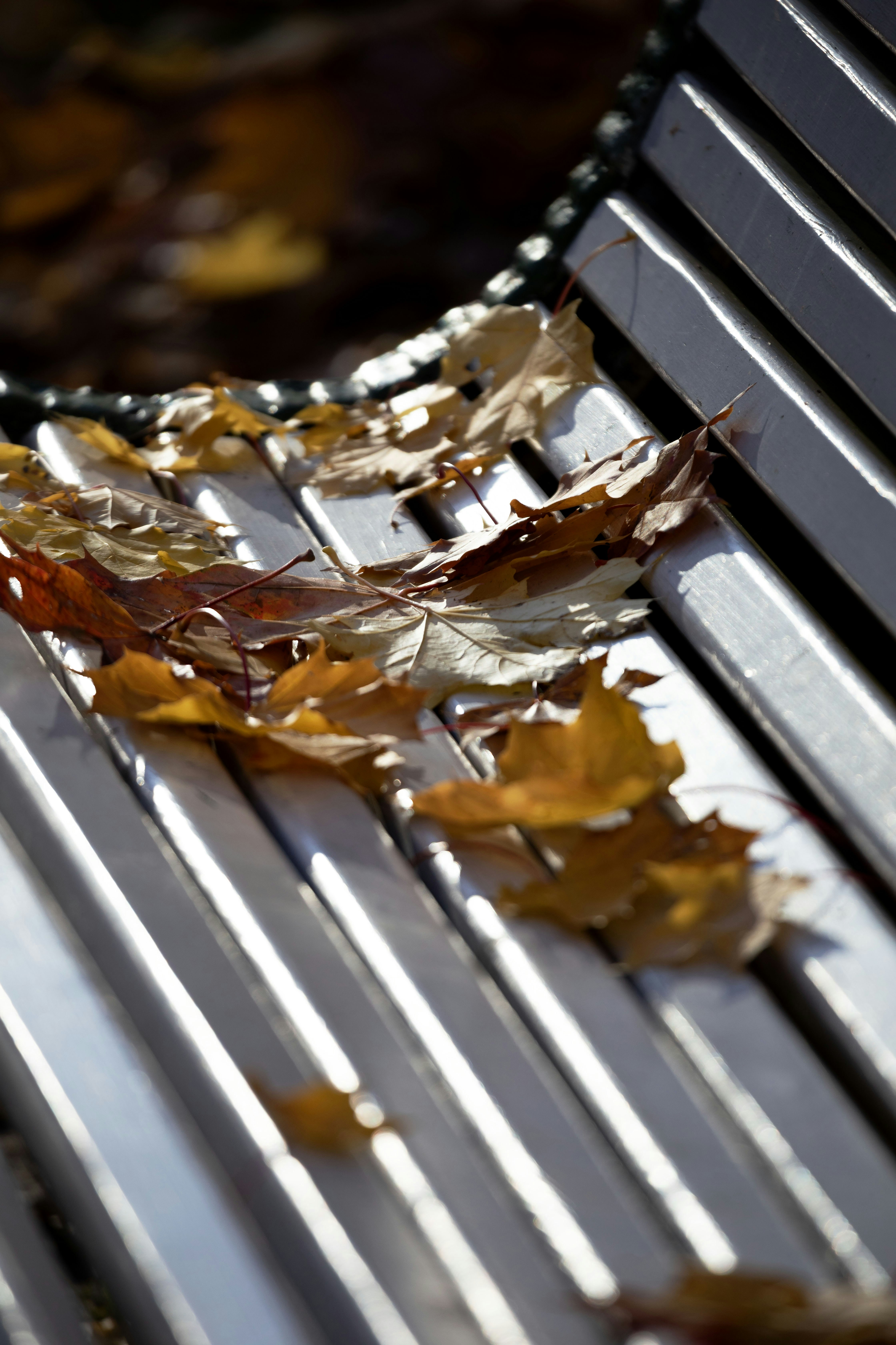 Autumn Light on a Grooved Bench: Leaves Linger Among Steel Slats