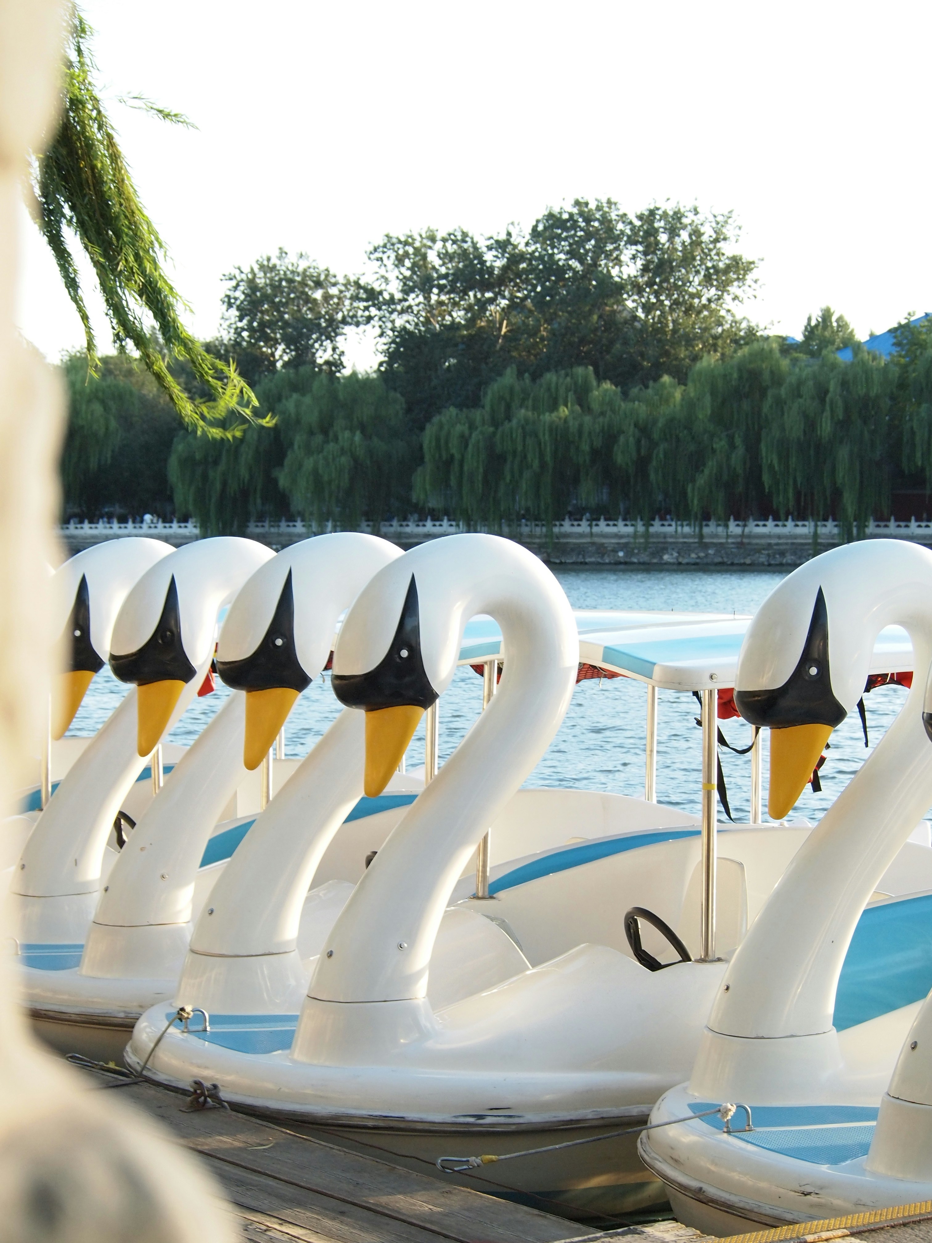 Row of white swan paddle boats docked by water