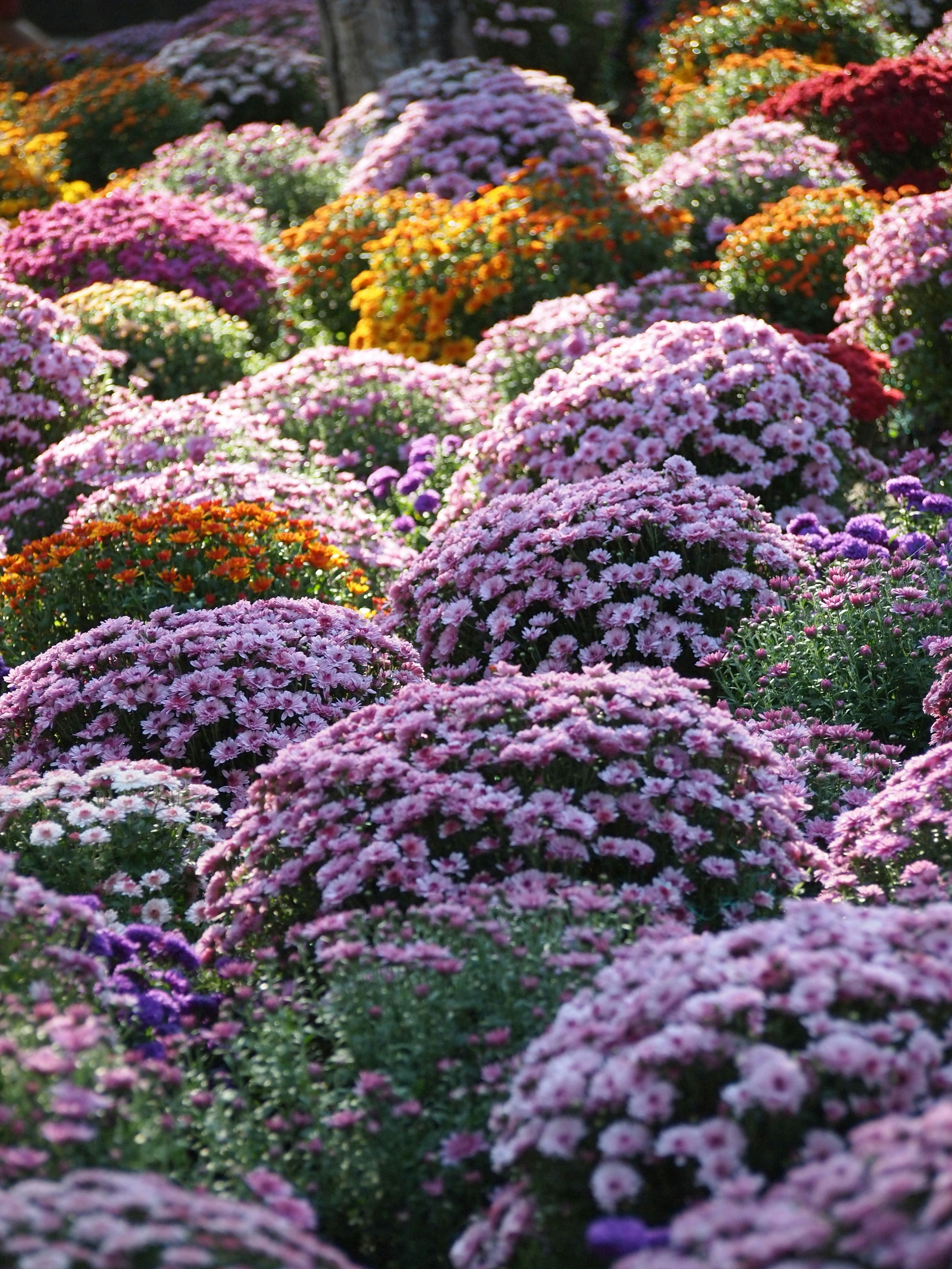 A Symphony of Blossoms