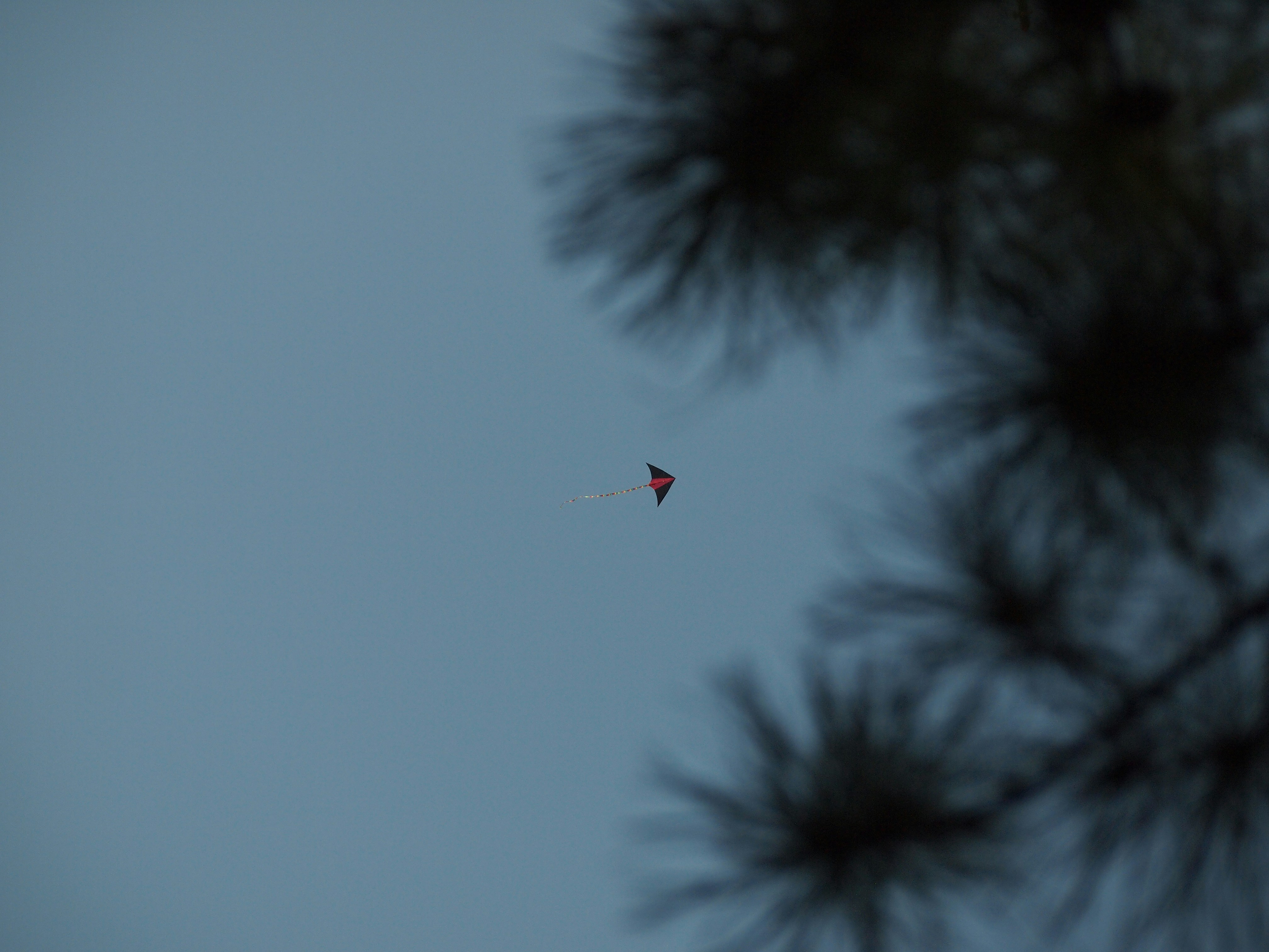 Soaring Dreams: The Art of Flight