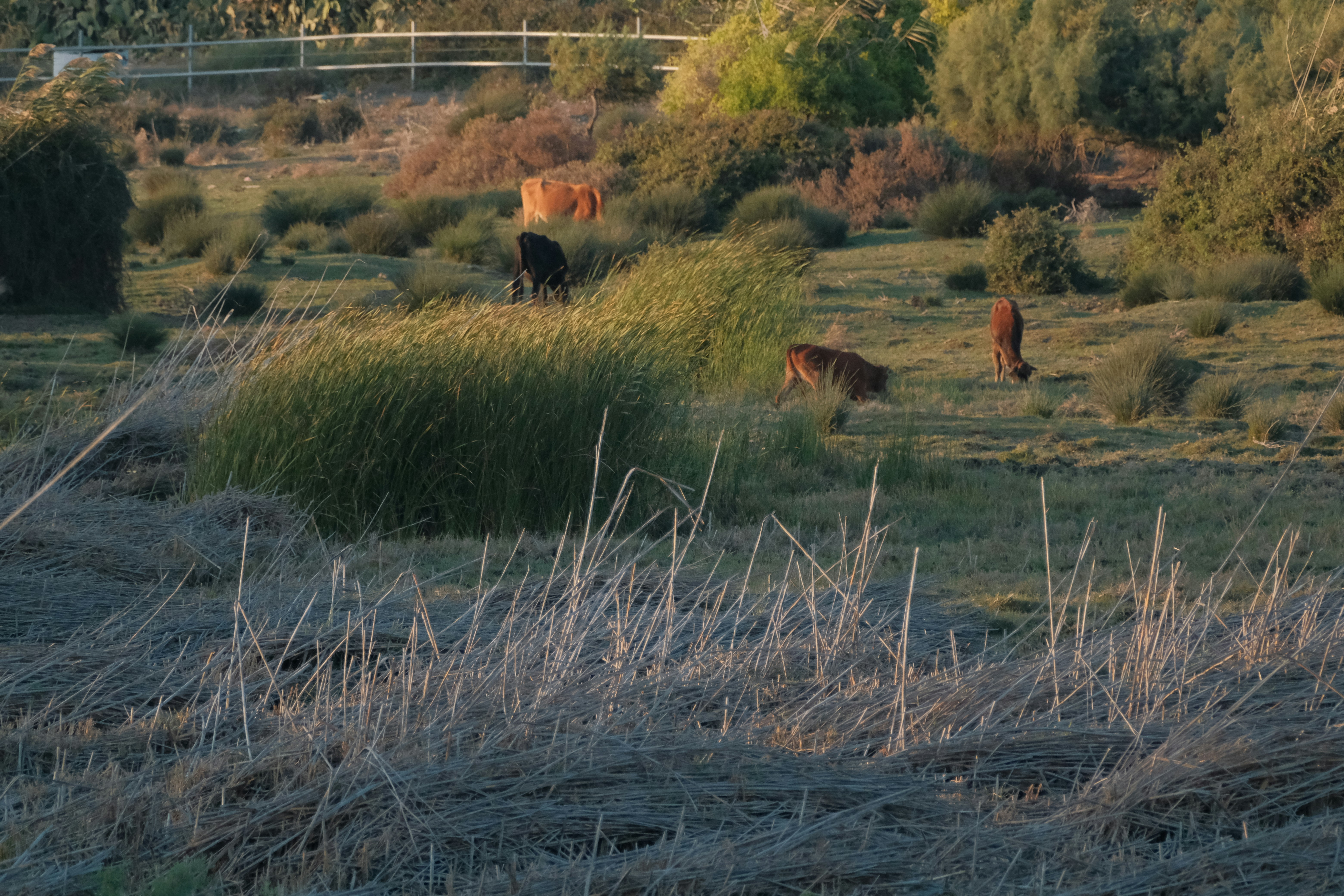 Pastoral Serenity at Dusk