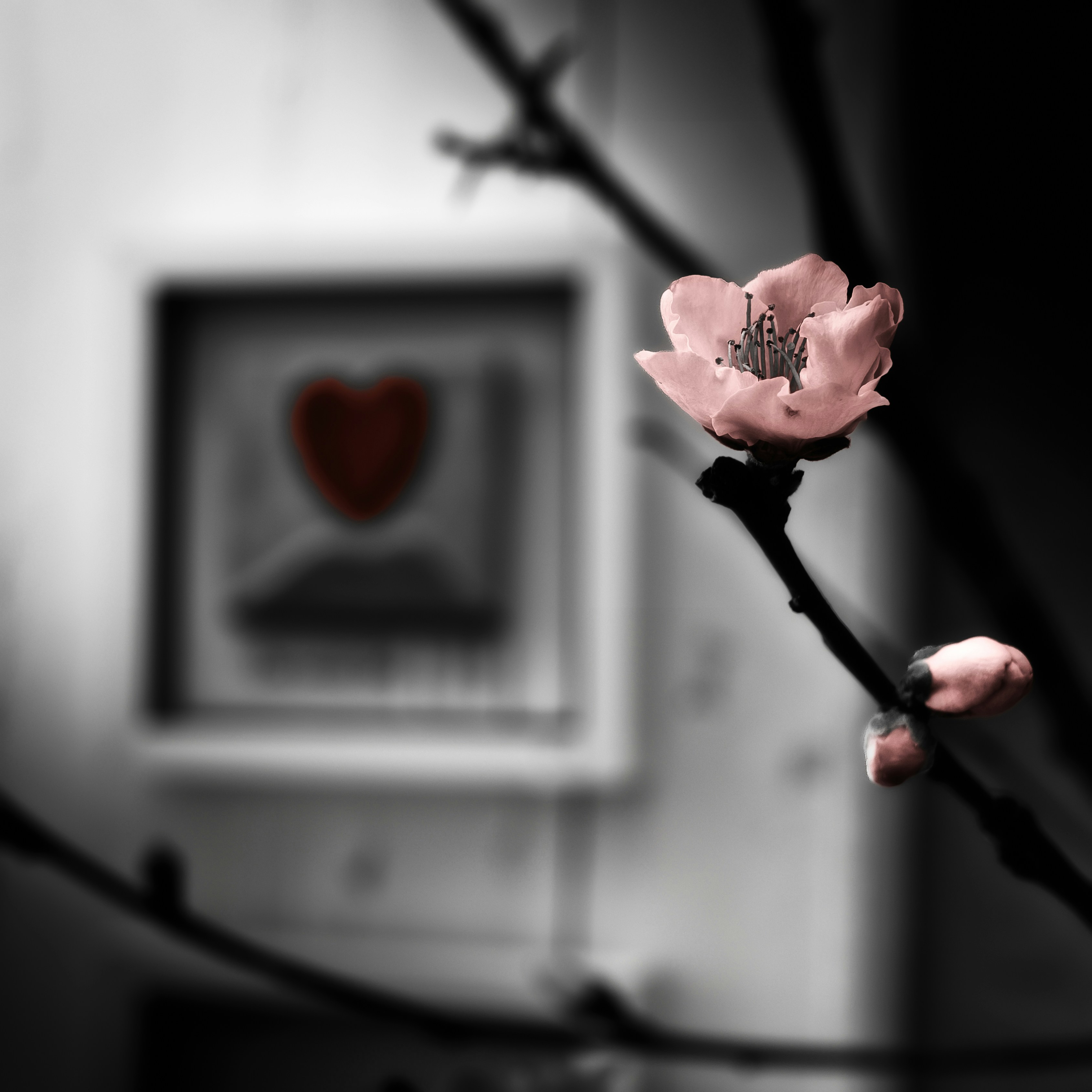 Pink Bloom Against a Monochrome Frame: A Quiet Moment of Color
