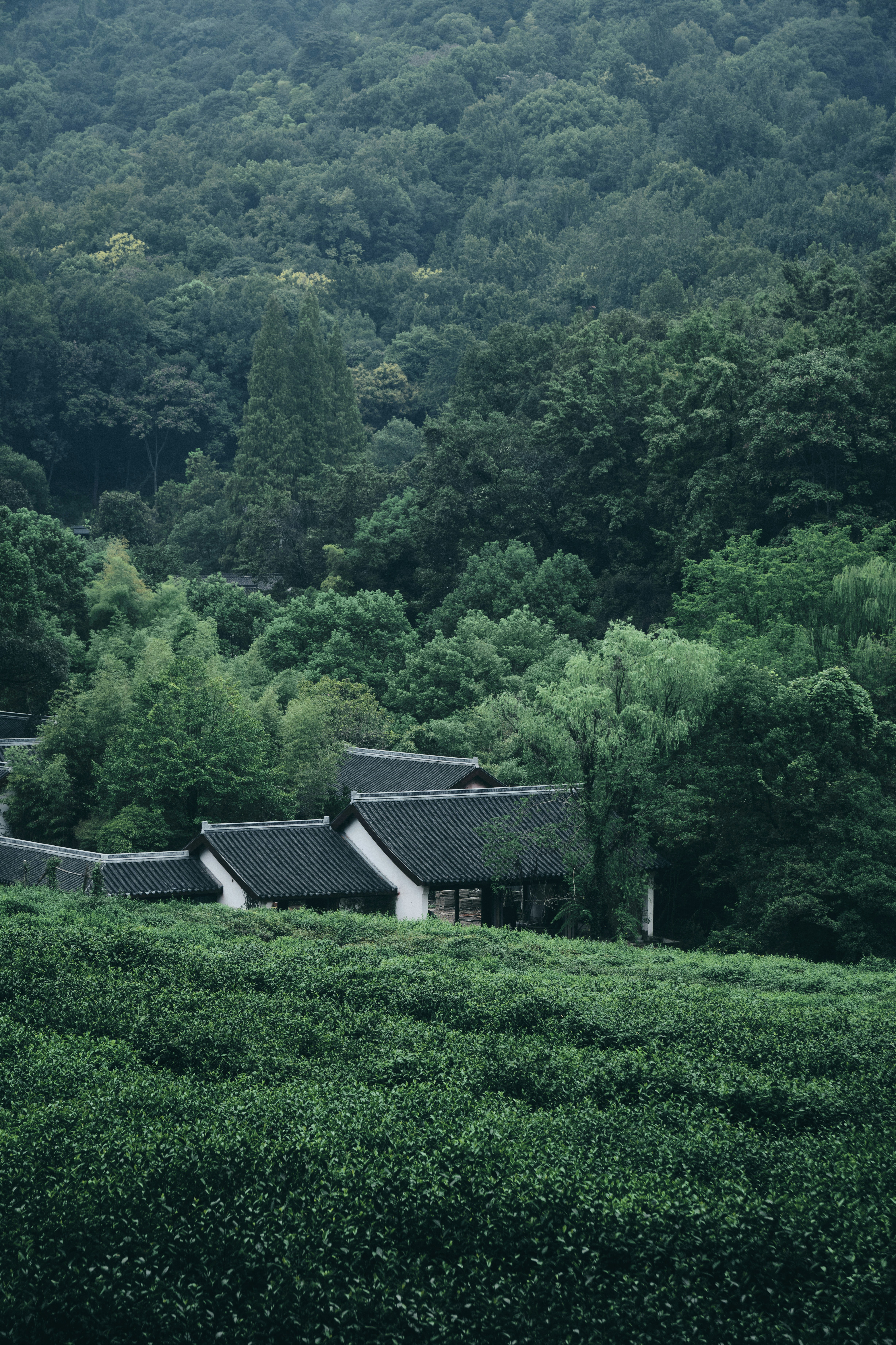 Traditional houses nestled in lush green tea fields.