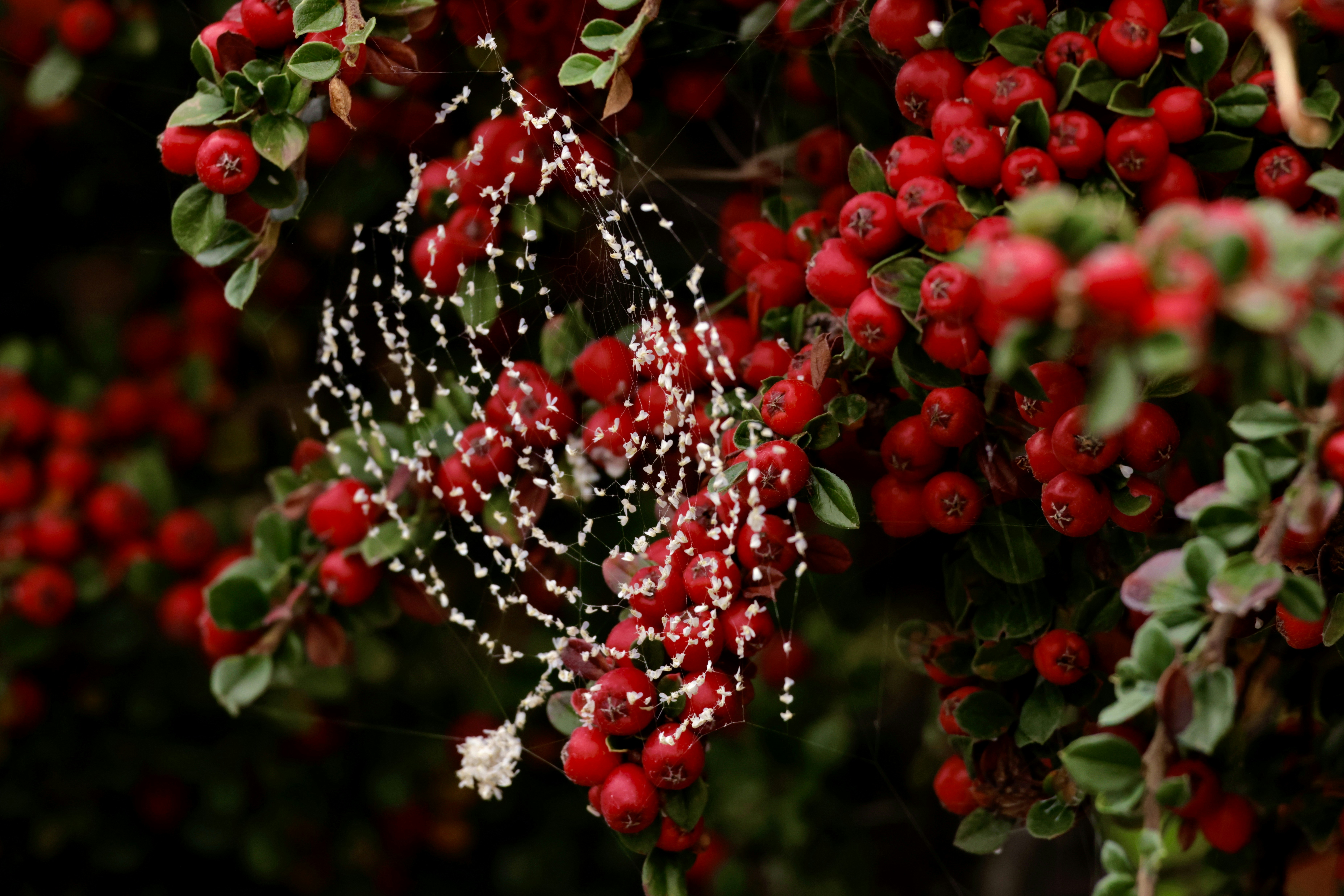Intricate spiderweb adorned with tiny white flowers, nestled among vibrant red berries and lush green leaves.